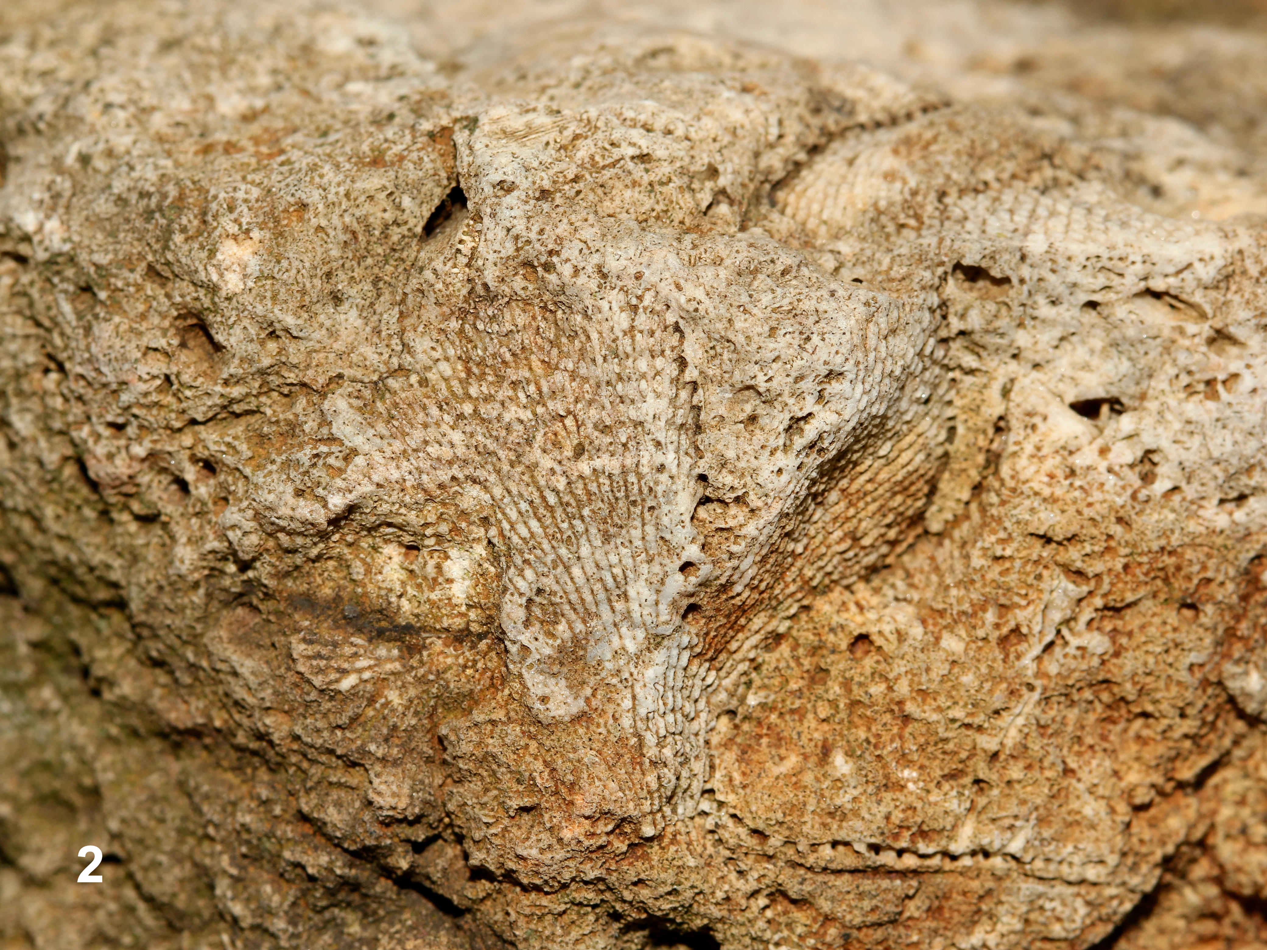 Wanna play "I Spy" with fossil-rich rock? - Fossil ID - The Fossil Forum