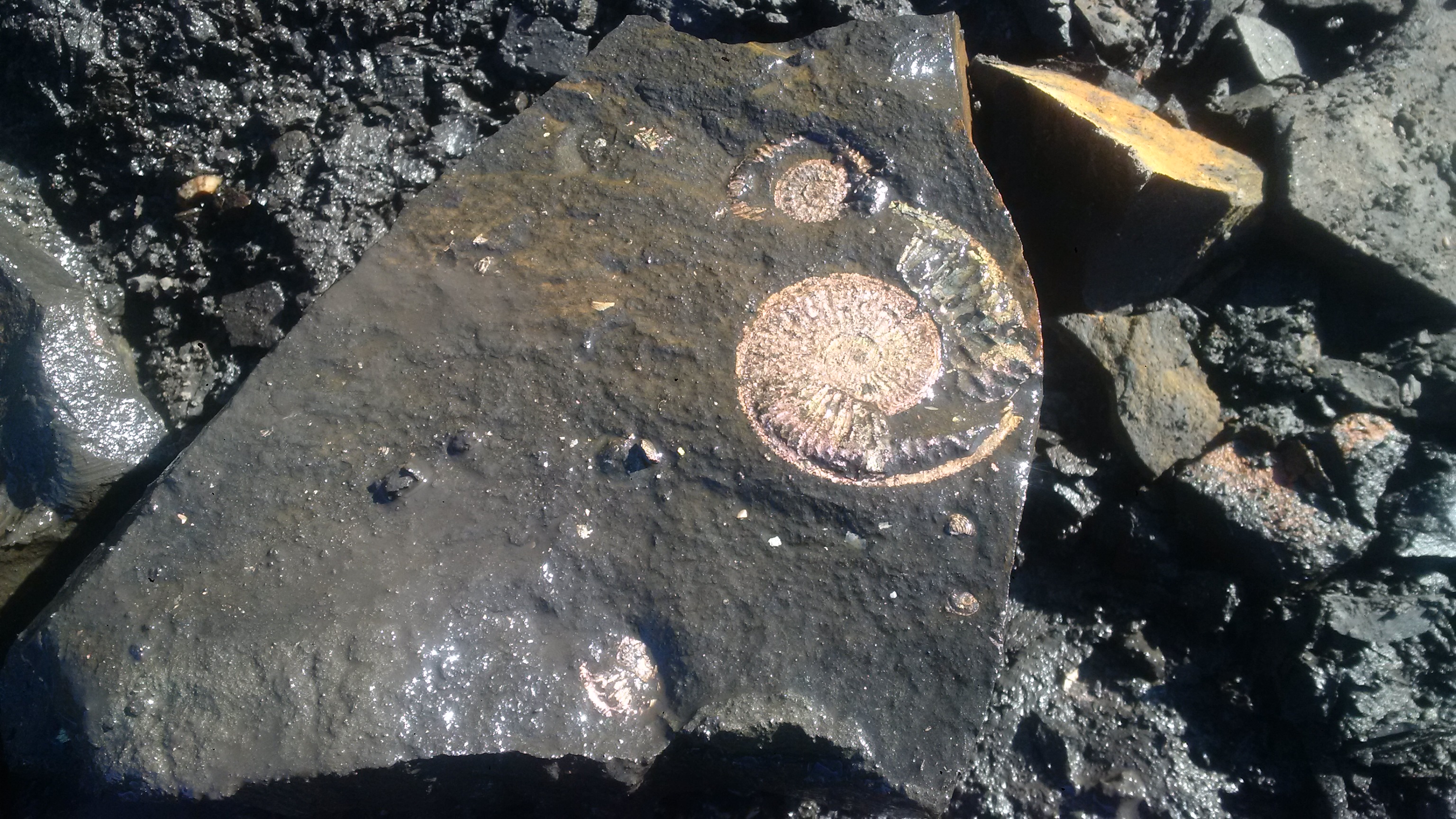 Frozen fossils. Part II - Fossil Hunting Trips - The Fossil Forum