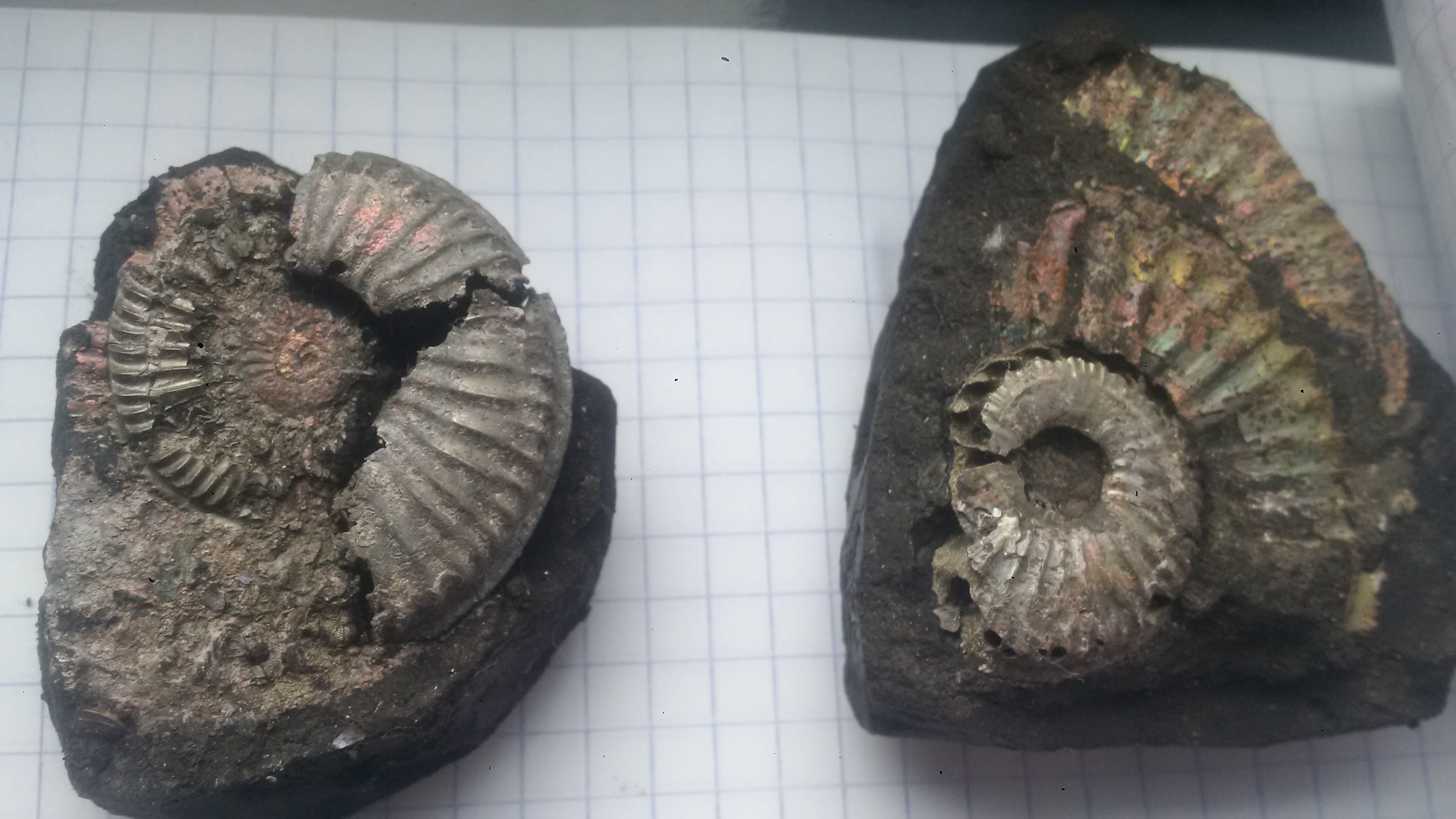 Frozen fossils. Part II - Fossil Hunting Trips - The Fossil Forum