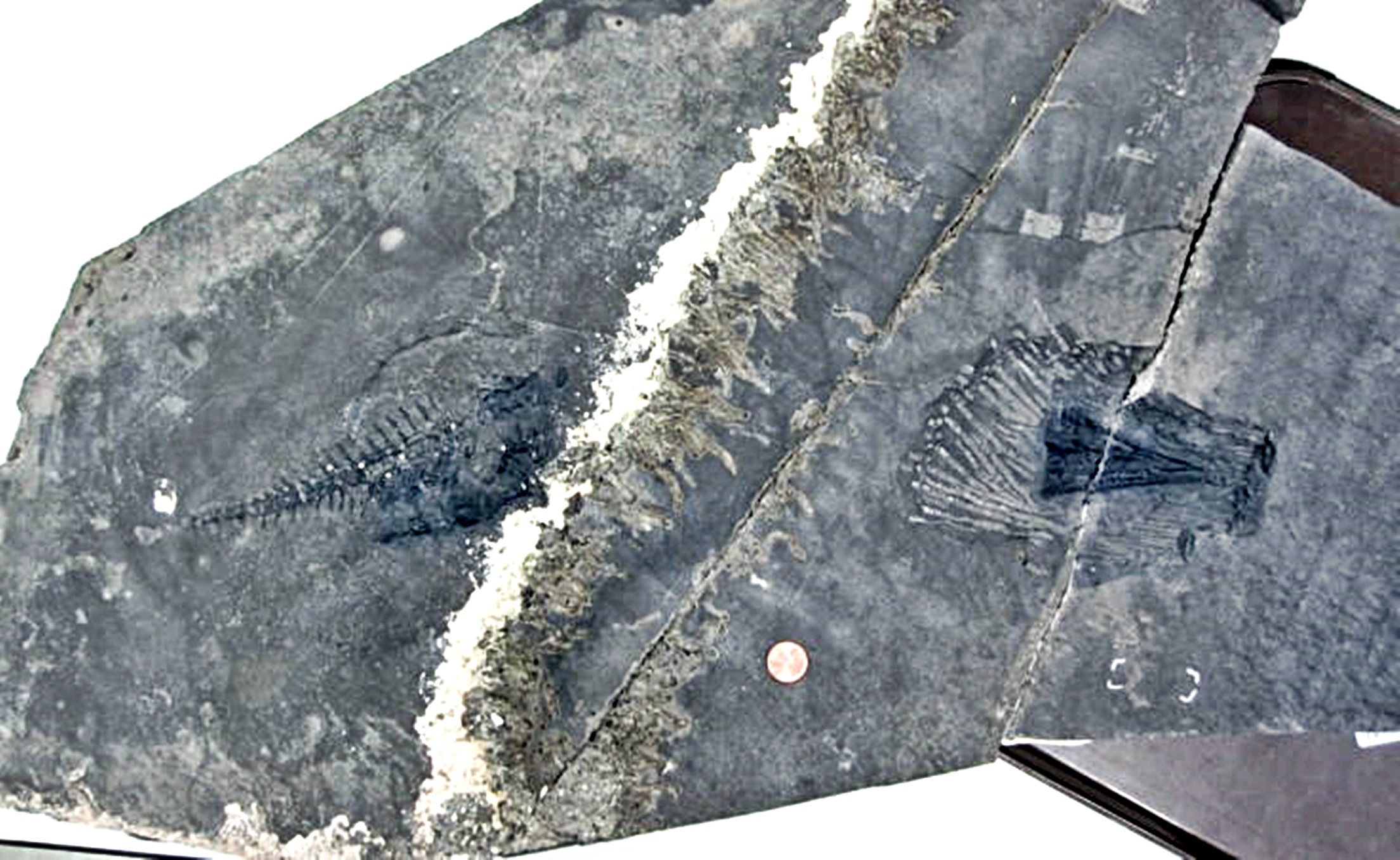 Alaskan Thallatosaur Gunakadeit joseeae - Partners in Paleontology ...