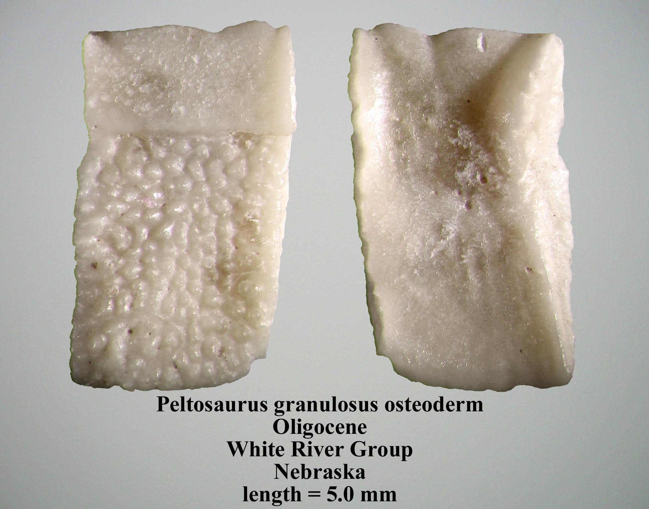 Tiny osteoderm from Cookie Cutter creek - Fossil ID - The Fossil Forum