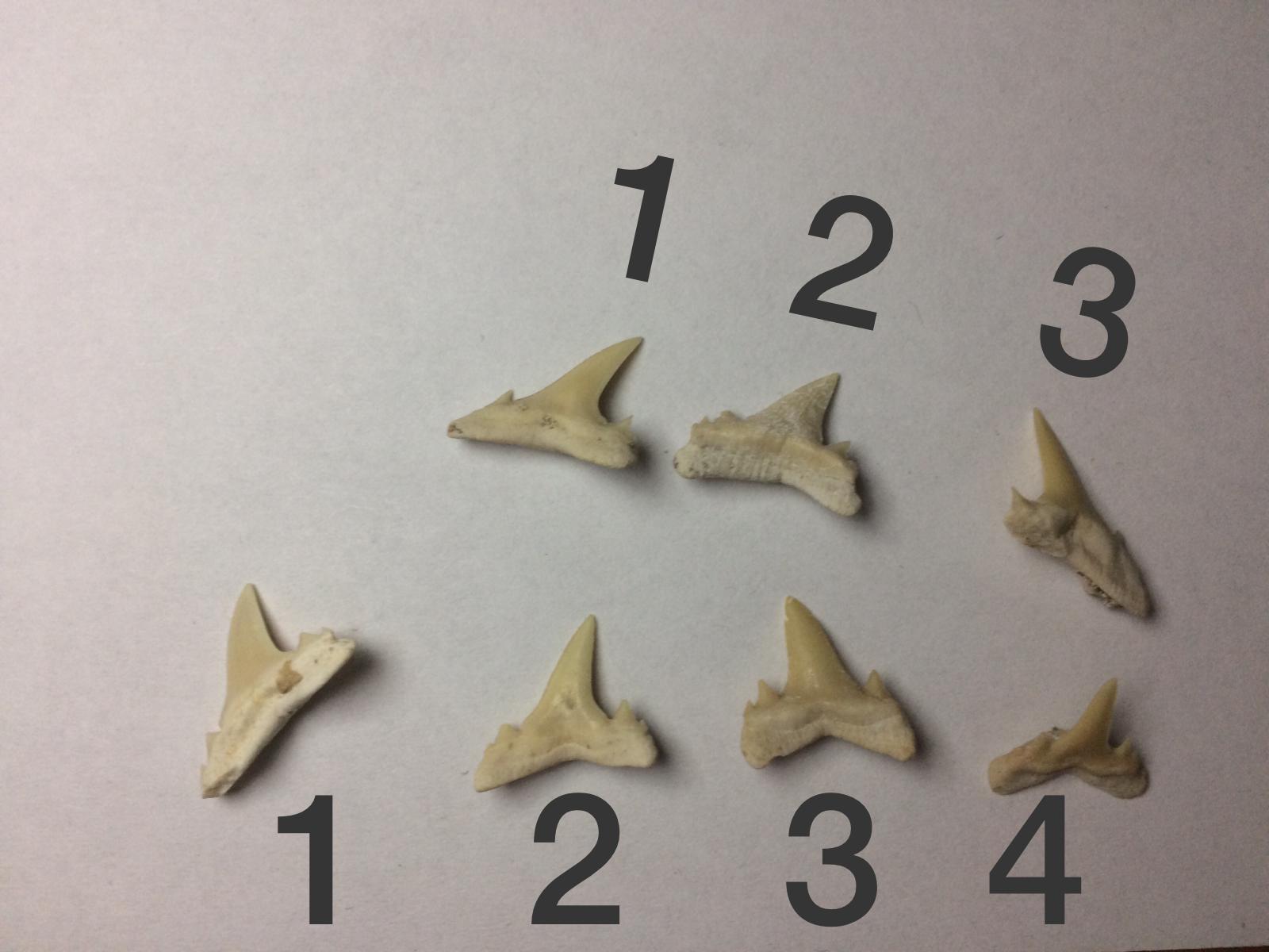 Moroccan Shark teeth ID 4 - Fossil ID - The Fossil Forum