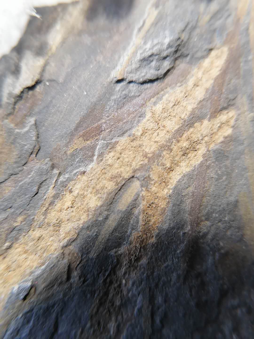 Calamostachys or bowmanites? - Fossil ID - The Fossil Forum