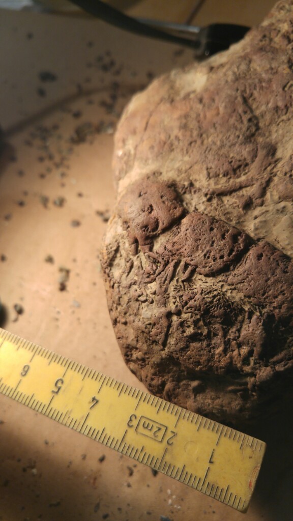 Ichnofossil chondrites, or crinoids? - Fossil ID - The Fossil Forum