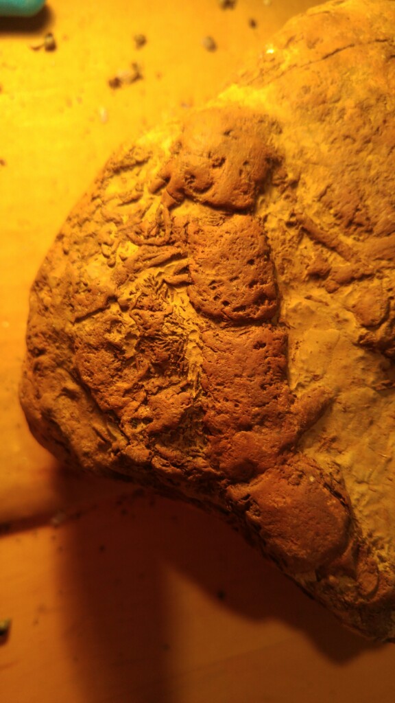 Ichnofossil chondrites, or crinoids? - Fossil ID - The Fossil Forum