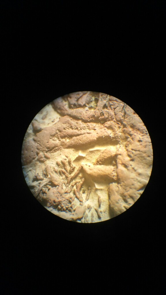 Ichnofossil chondrites, or crinoids? - Fossil ID - The Fossil Forum