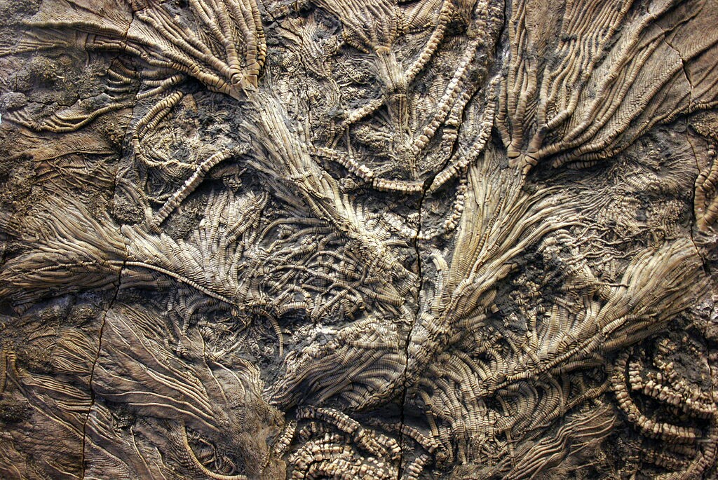 Ichnofossil chondrites, or crinoids? - Fossil ID - The Fossil Forum
