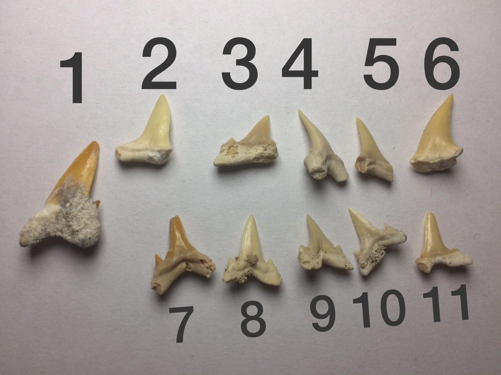 Moroccan Shark teeth ID 2 - Fossil ID - The Fossil Forum