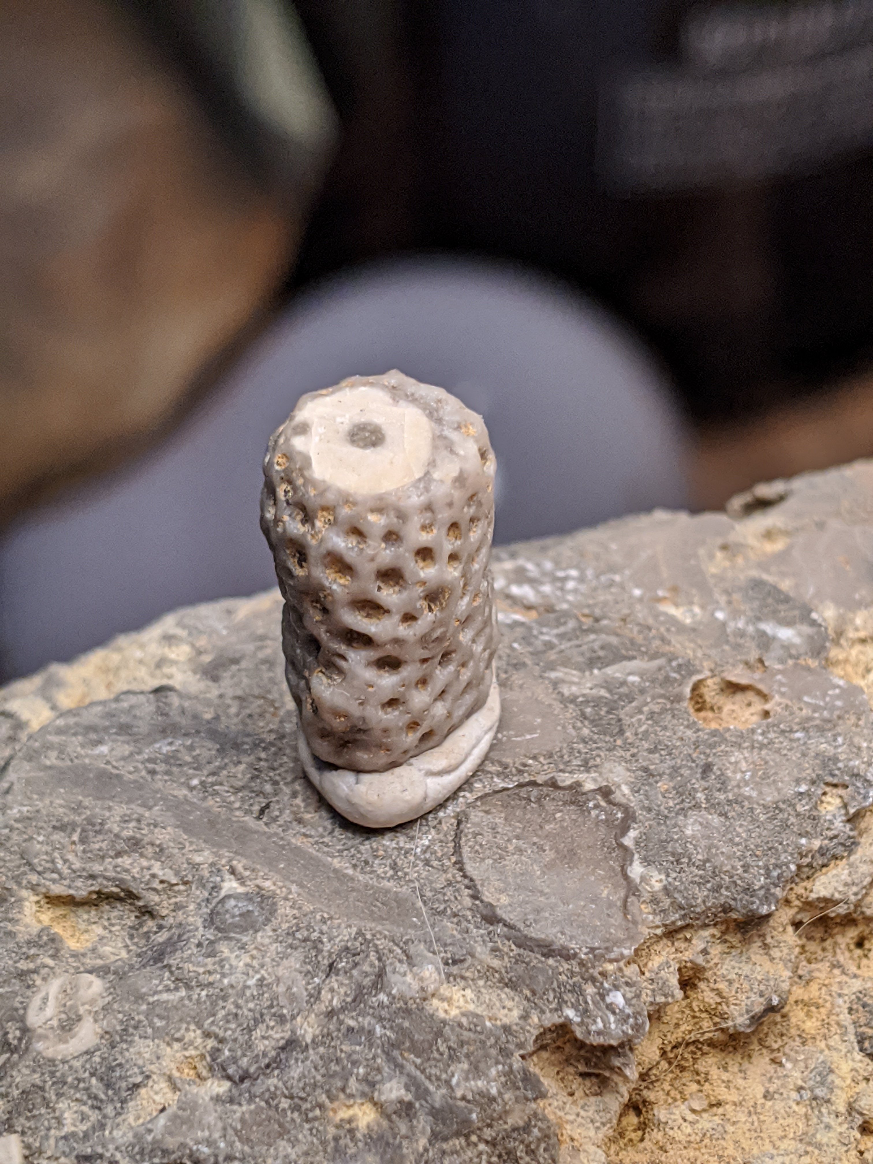 Is this a crinoid stem? - Fossil ID - The Fossil Forum