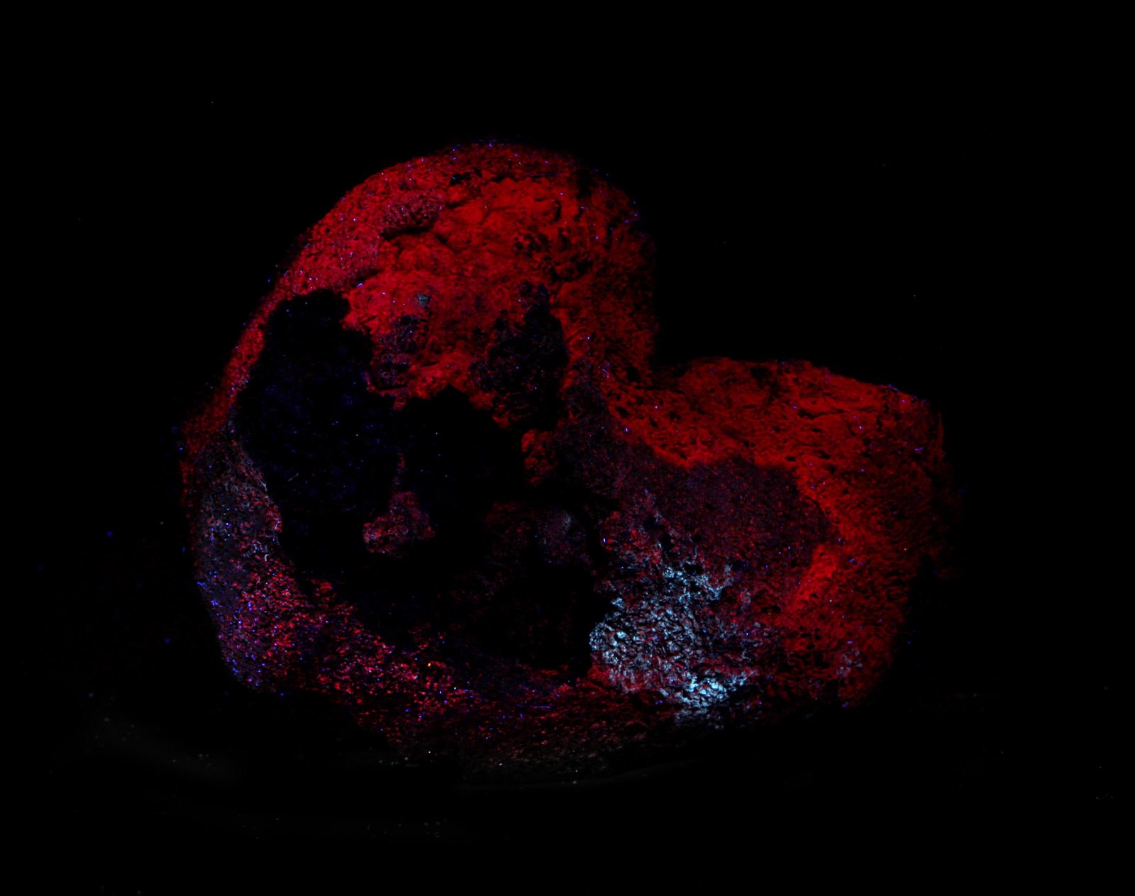 Freaky Flourescent Fossil Shell - Member Collections - The Fossil Forum