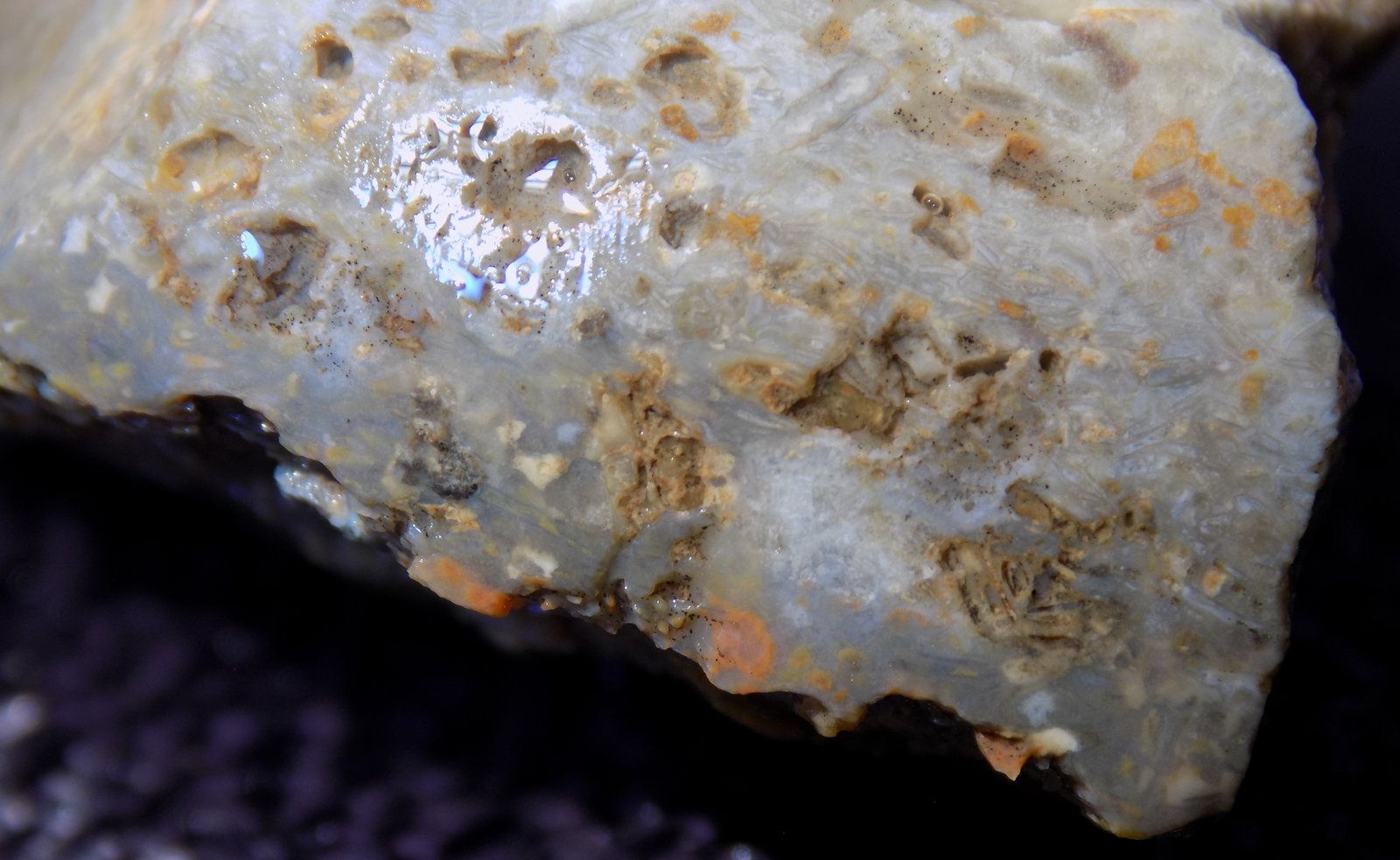 Late Jurassic Crinoid Ossicle - Member Collections - The Fossil Forum