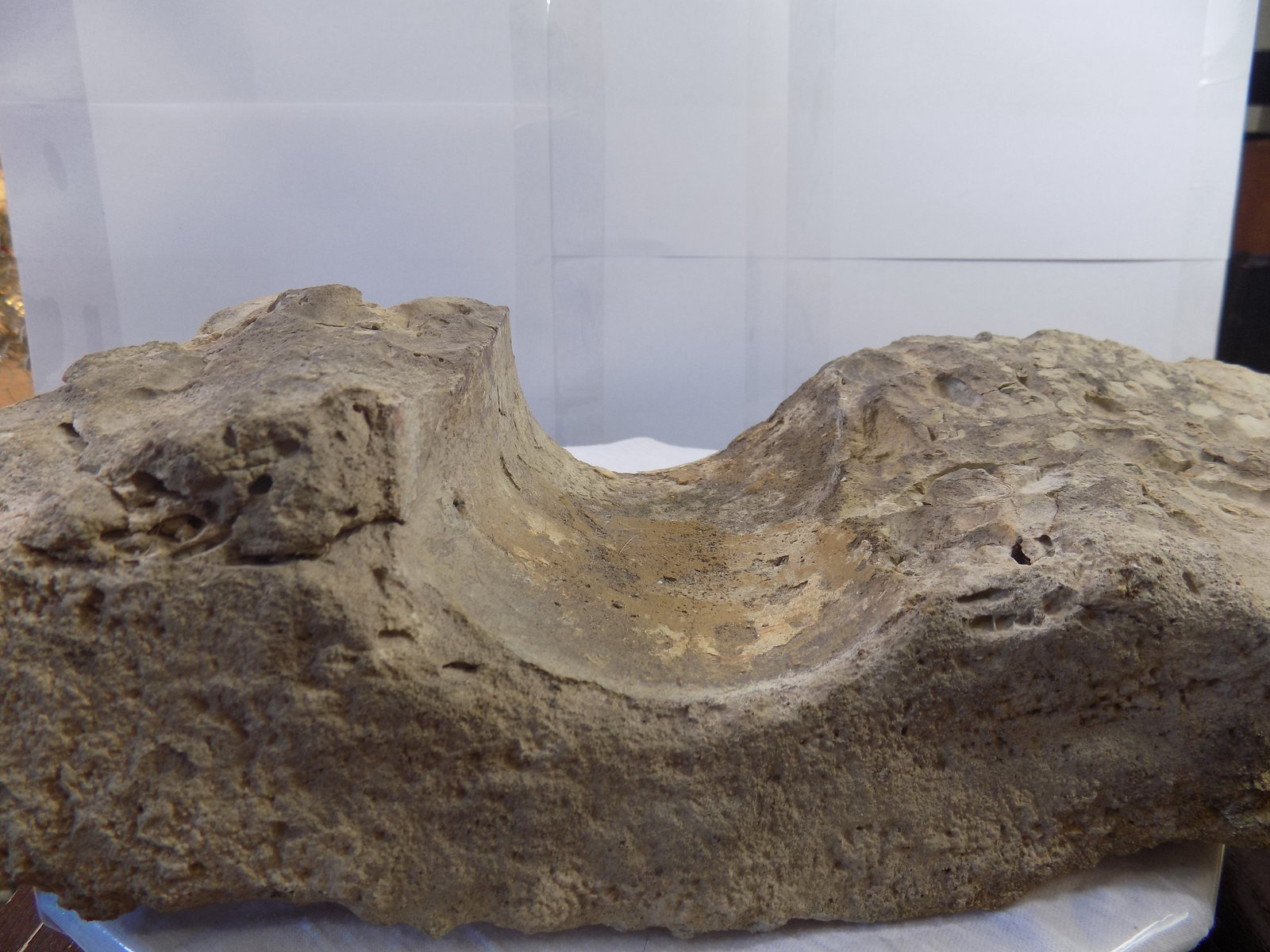Possibly a femur bone in matrix - Dinosaurs - The Fossil Forum