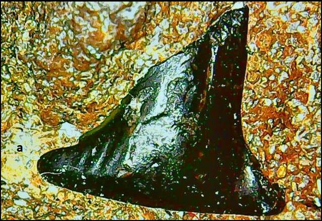 shark tooth from Jurassic- Cretaceous of Lithuania - Fossil ID - The ...