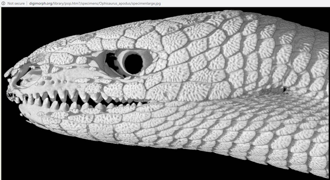 Tiny osteoderm from Cookie Cutter creek - Fossil ID - The Fossil Forum