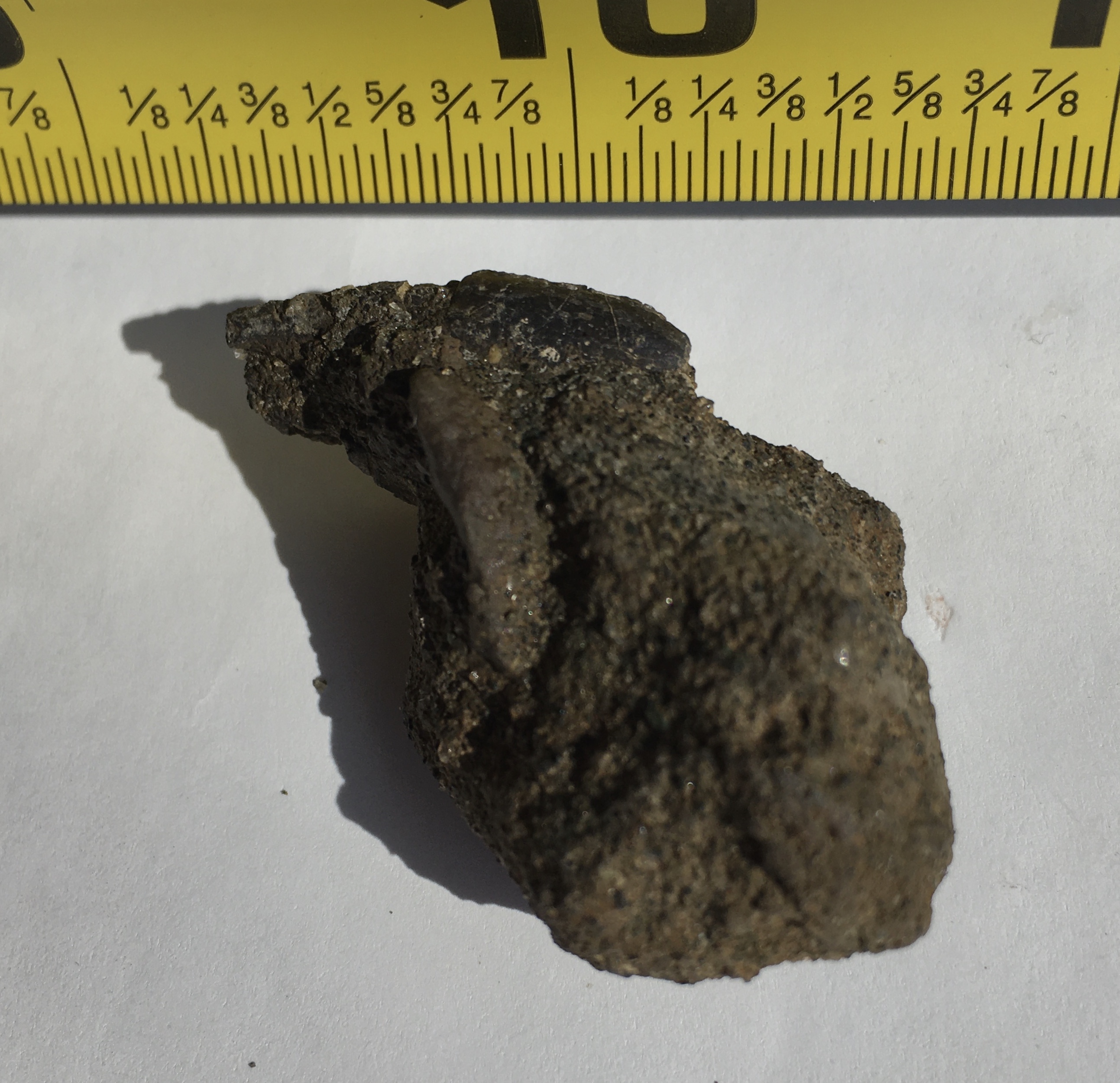 Bunch of Big Brook Finds - Fossil ID - The Fossil Forum