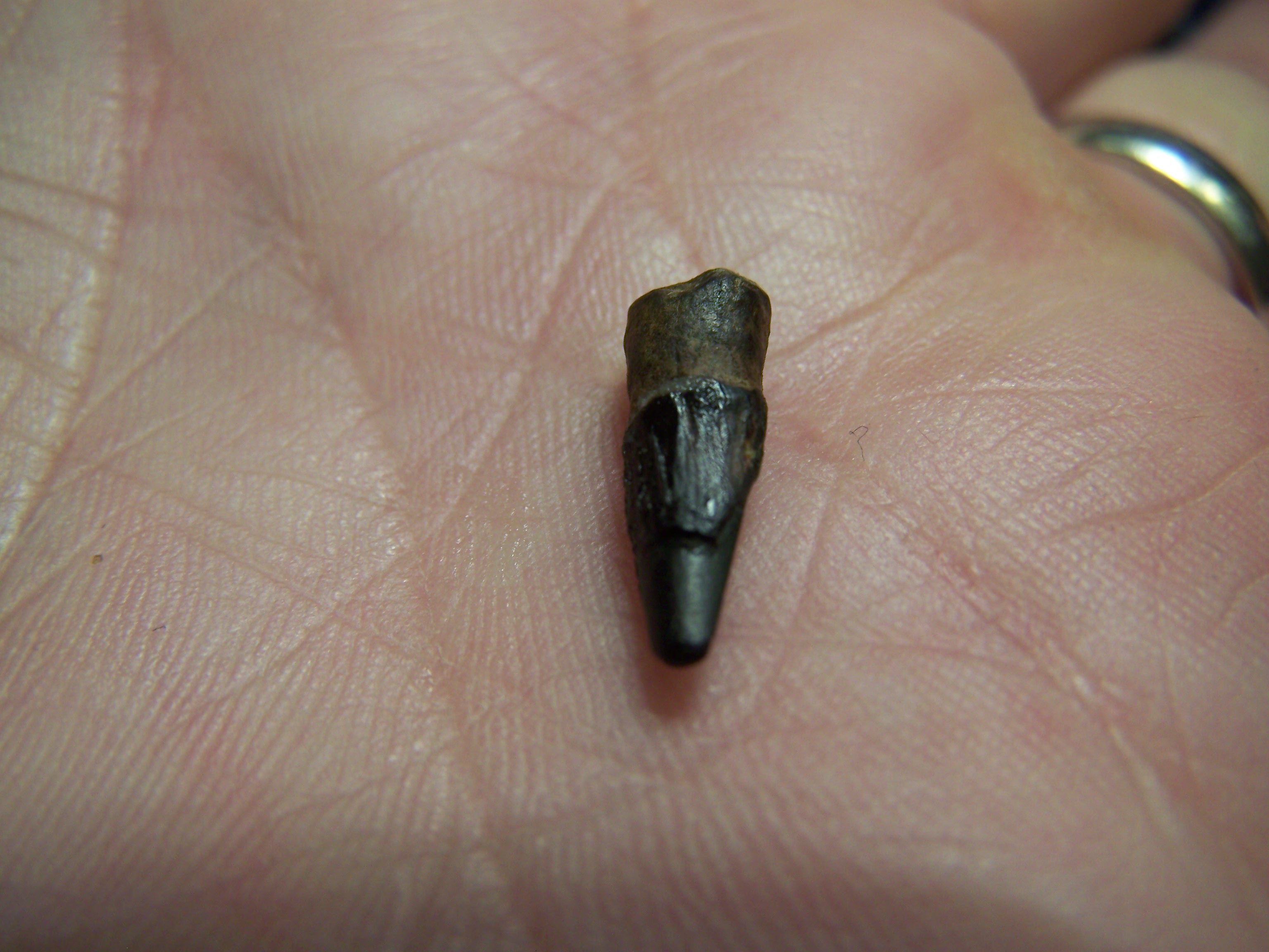 nj Cretaceous tooth id please fish croc other? - Fossil ID - The Fossil ...