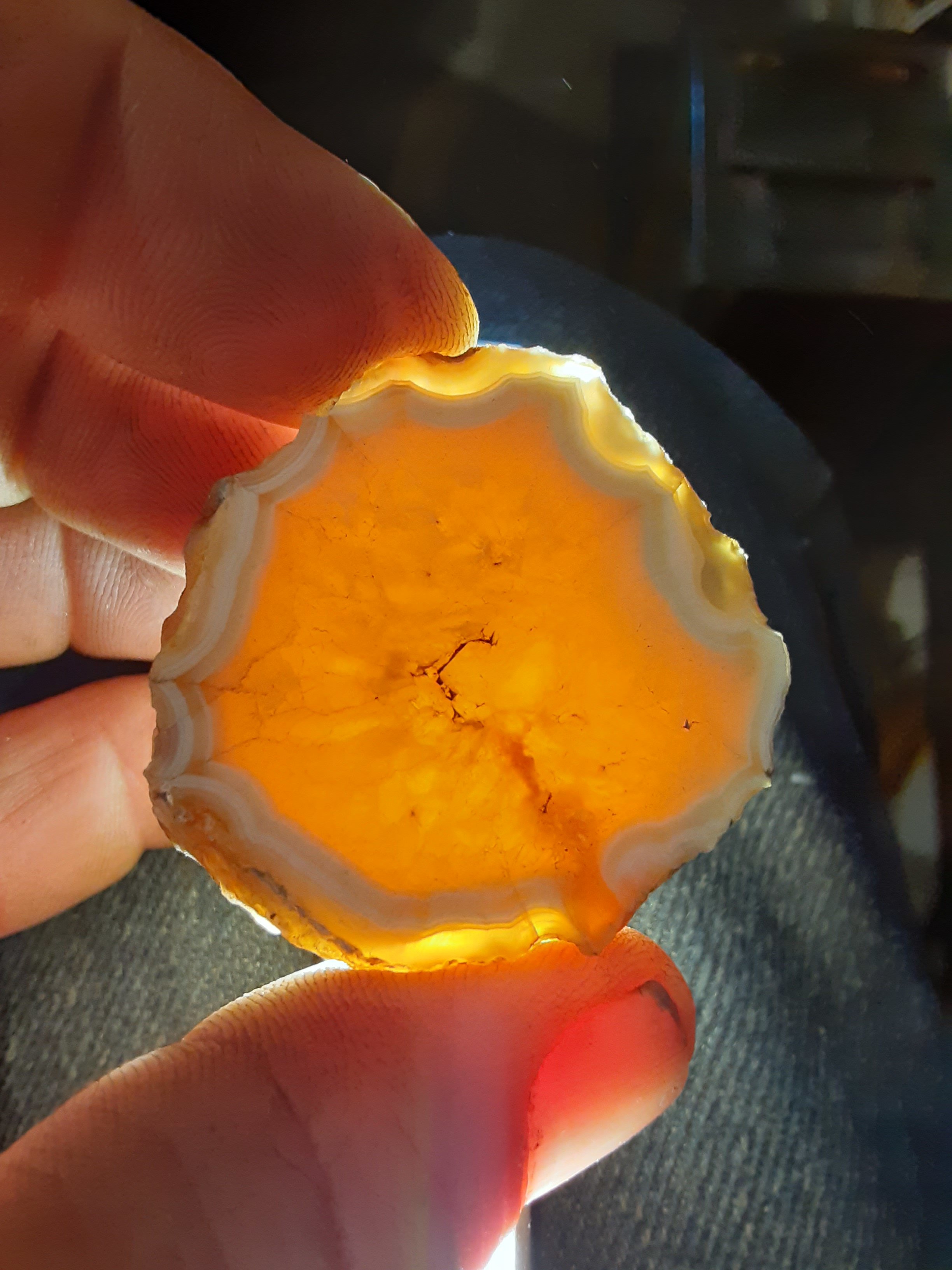 Hello from California with possible lemon - Fossil ID - The Fossil Forum