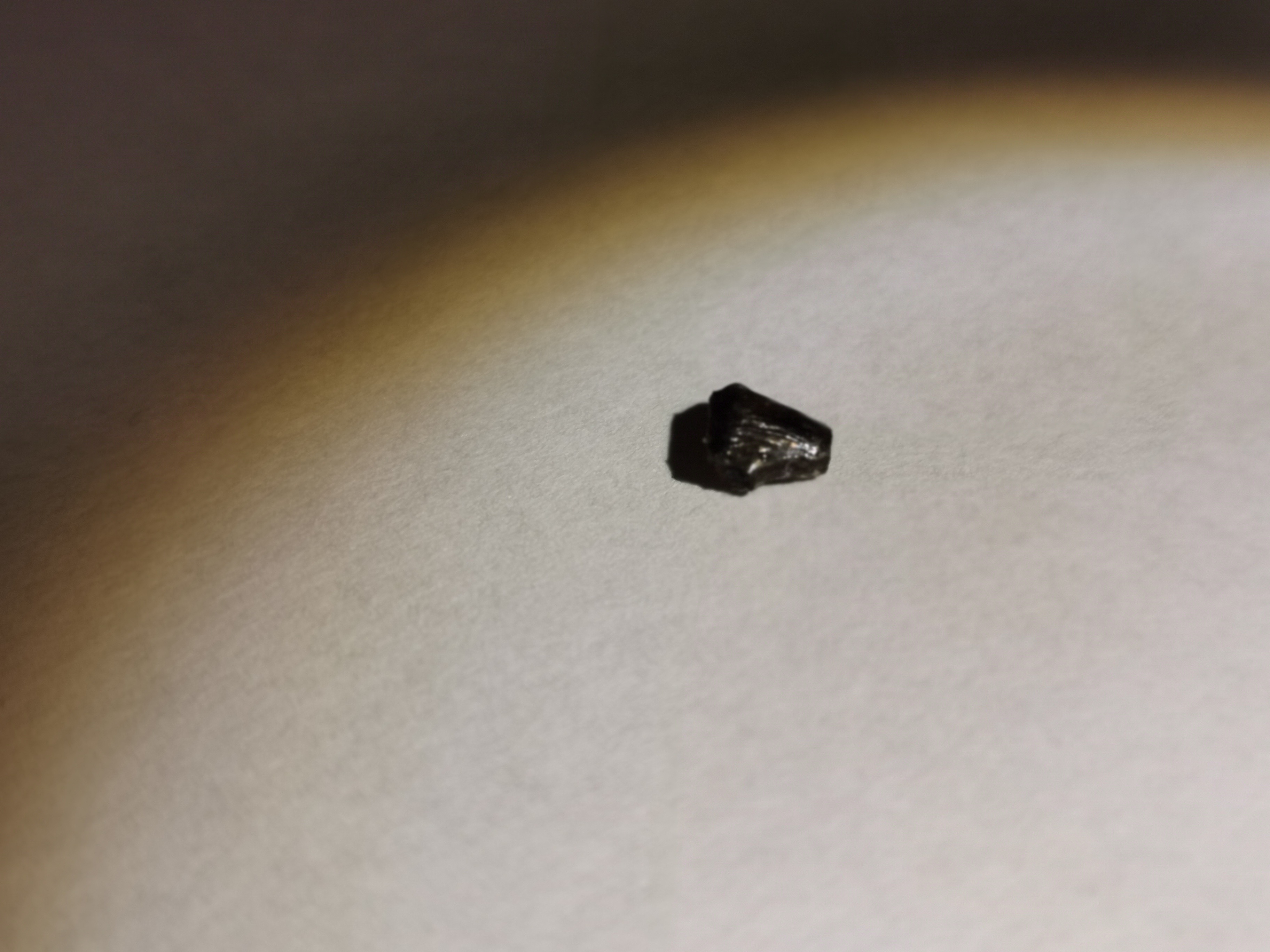 Hybodontid shark teeth - Fossil ID - The Fossil Forum