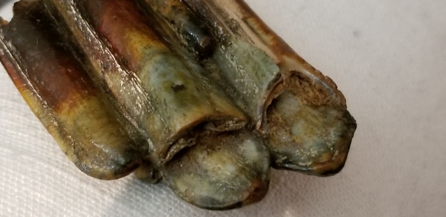 Croatia Tooth? - Fossil ID - The Fossil Forum