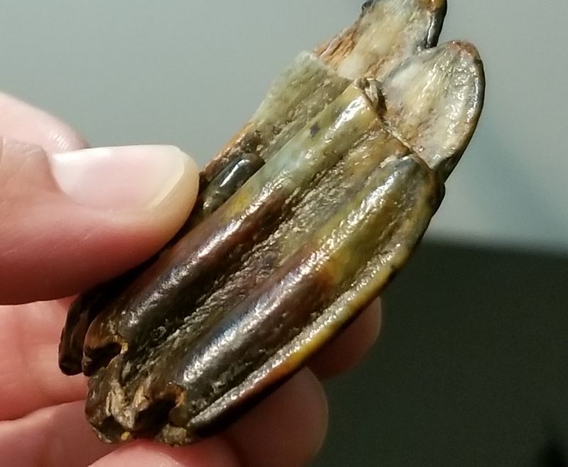 Croatia Tooth? - Fossil ID - The Fossil Forum