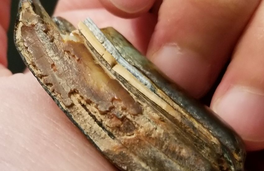 Croatia Tooth? - Fossil ID - The Fossil Forum