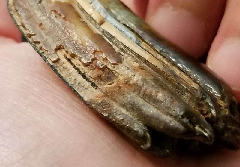 Croatia Tooth? - Fossil ID - The Fossil Forum