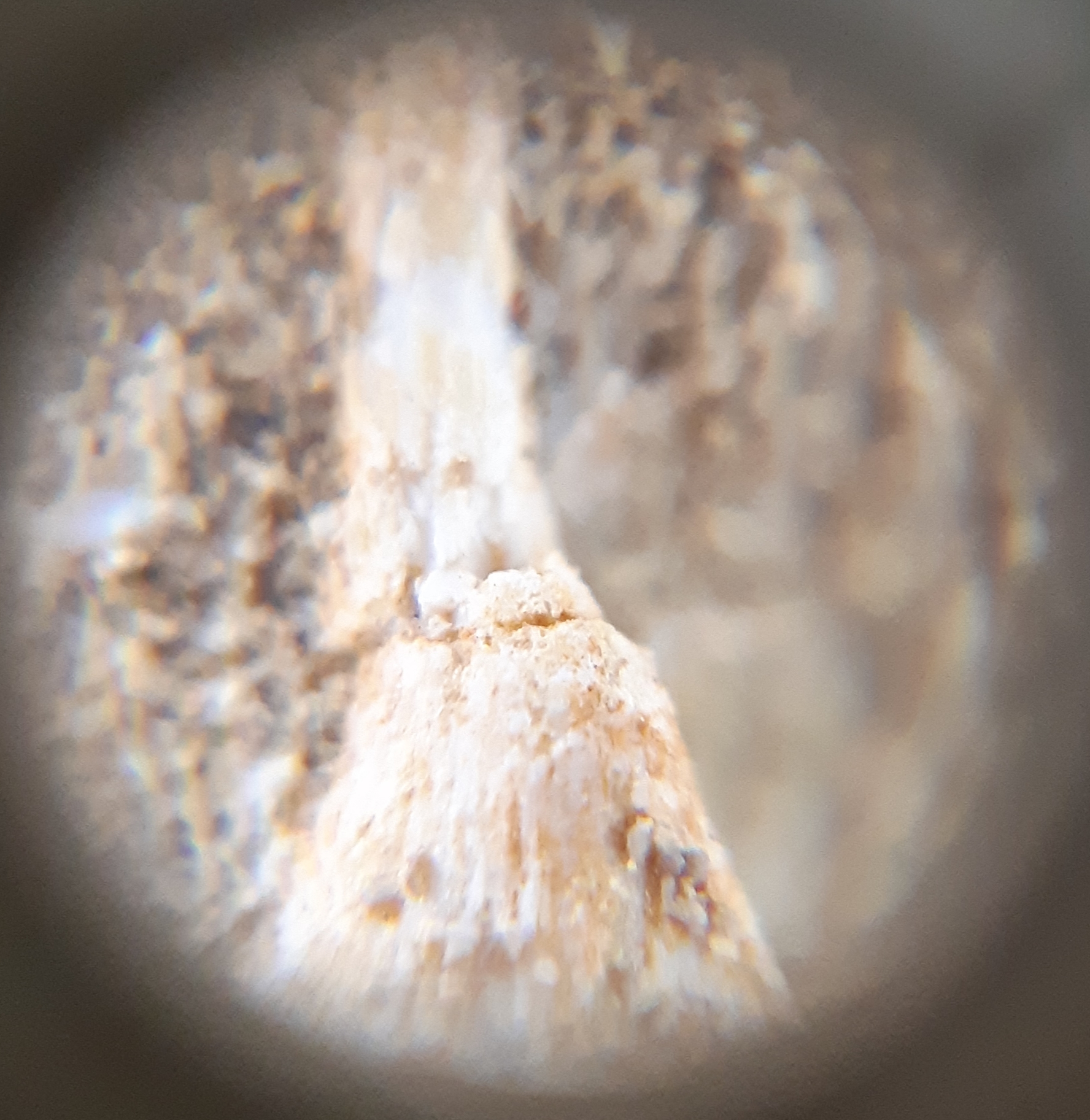 Help identifying a small fish (?) jaw please! - Fossil ID - The Fossil ...