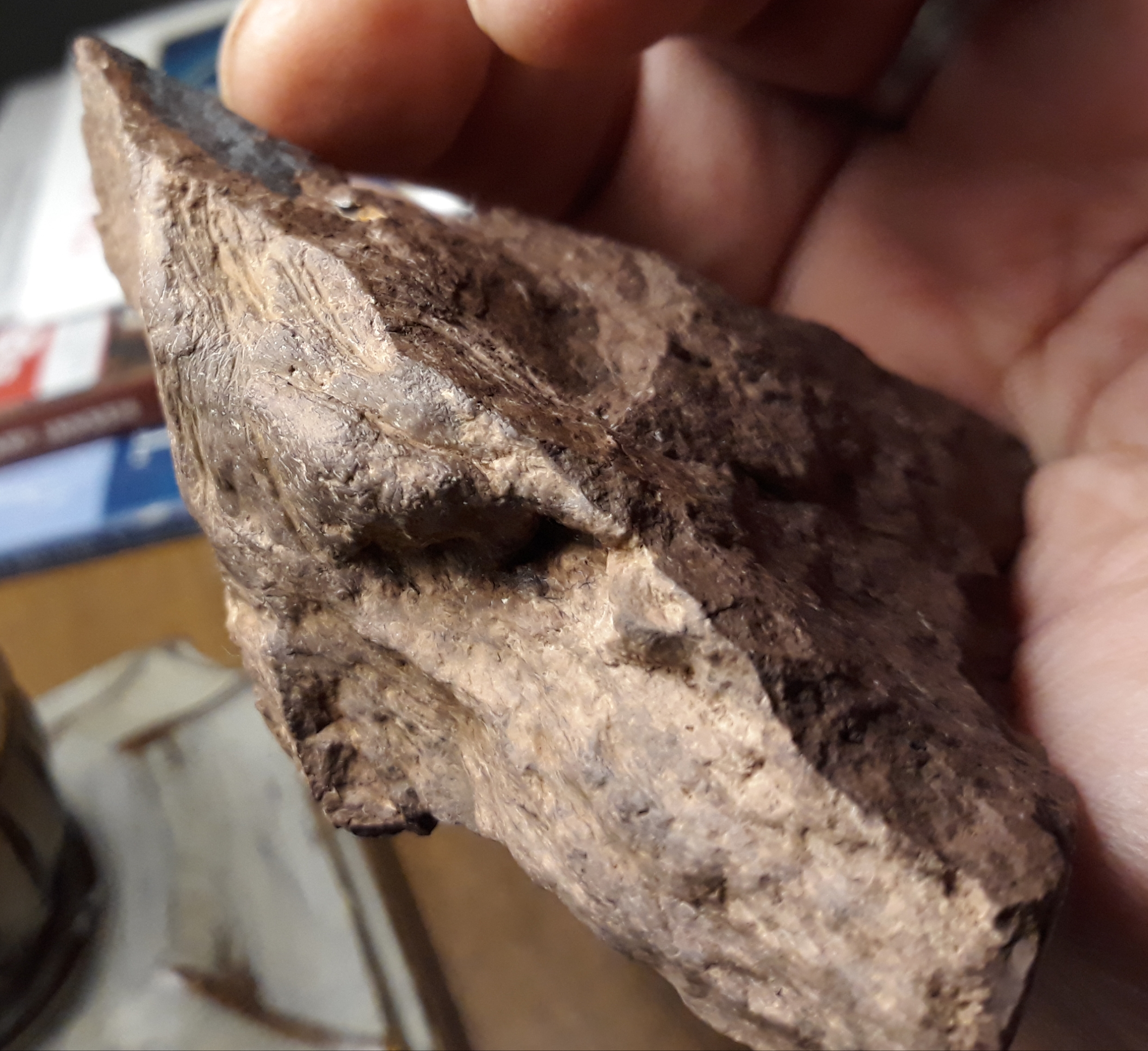 Triassic Shale Skull - Fossil ID - The Fossil Forum