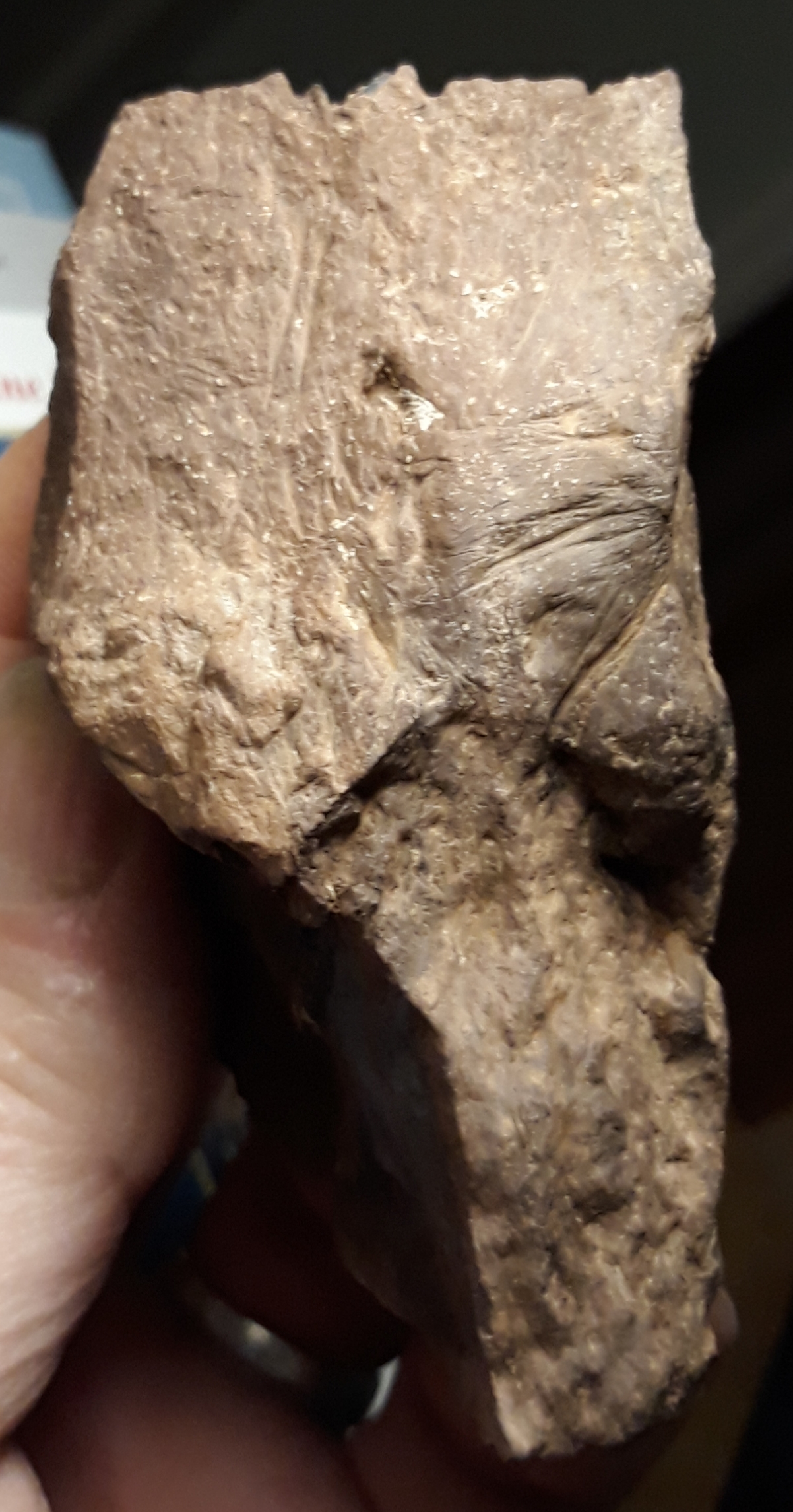 Triassic Shale Skull - Fossil ID - The Fossil Forum