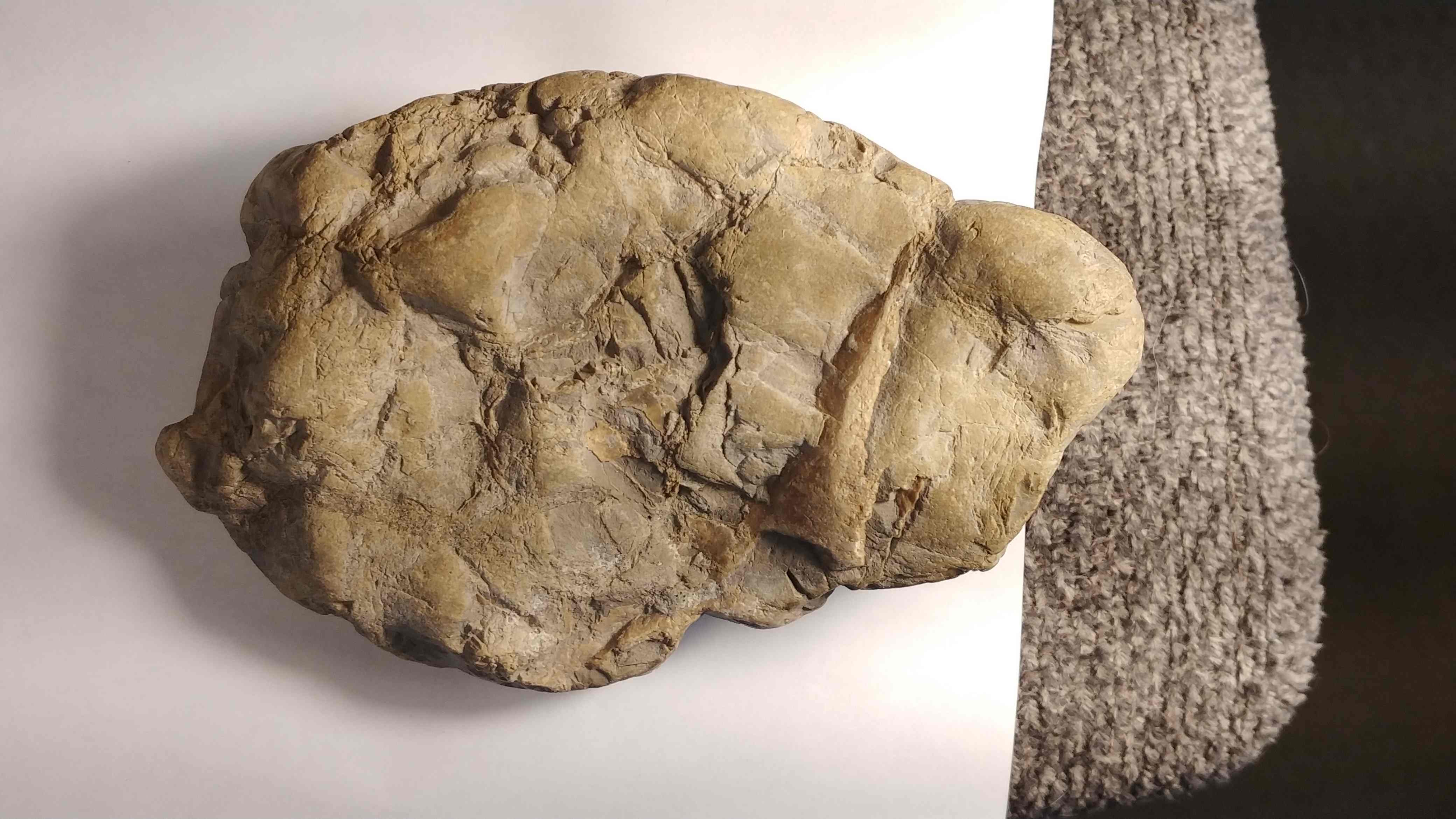 A few troubling fossils - Fossil ID - The Fossil Forum