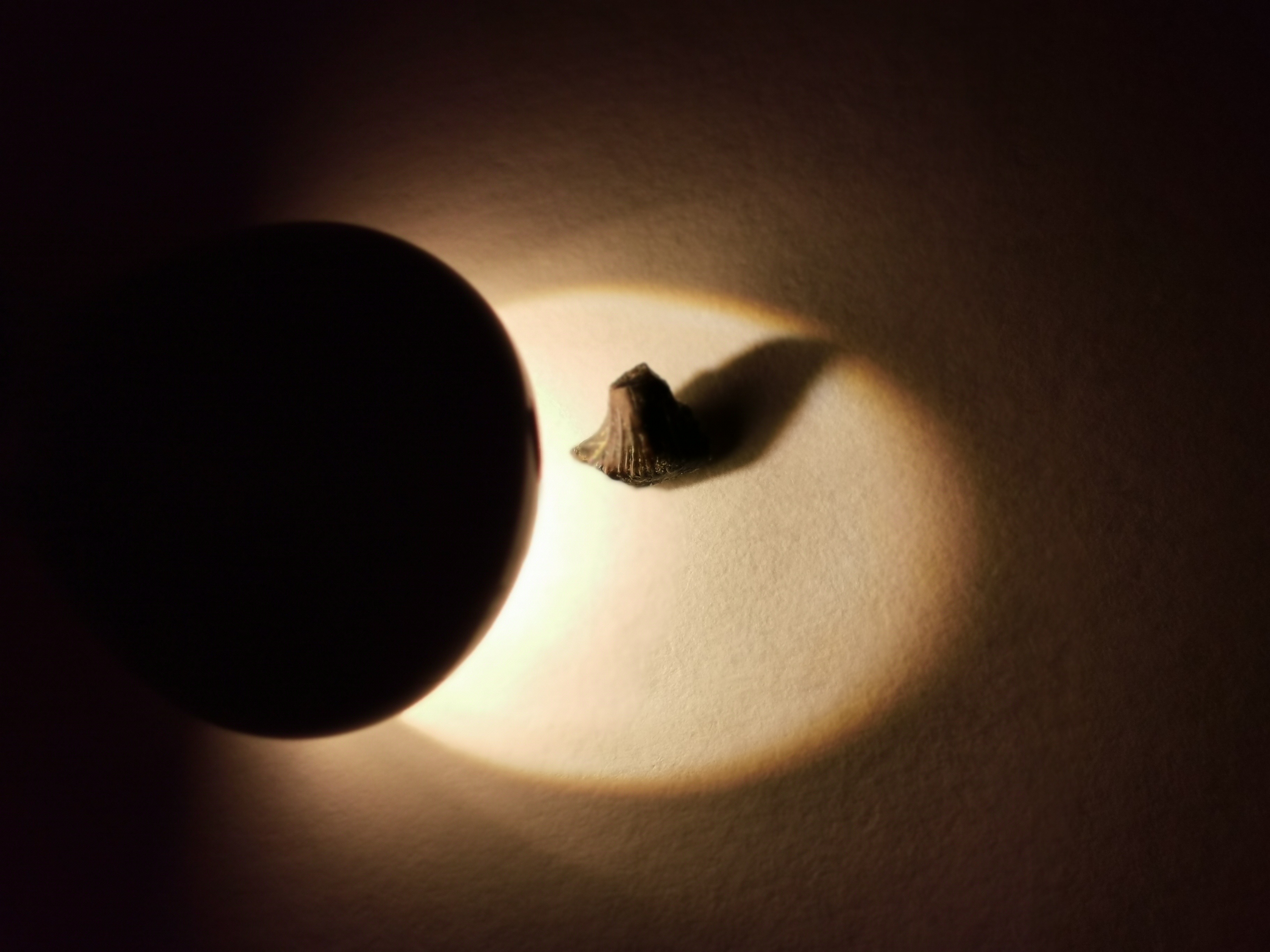 Hybodontid shark teeth - Fossil ID - The Fossil Forum