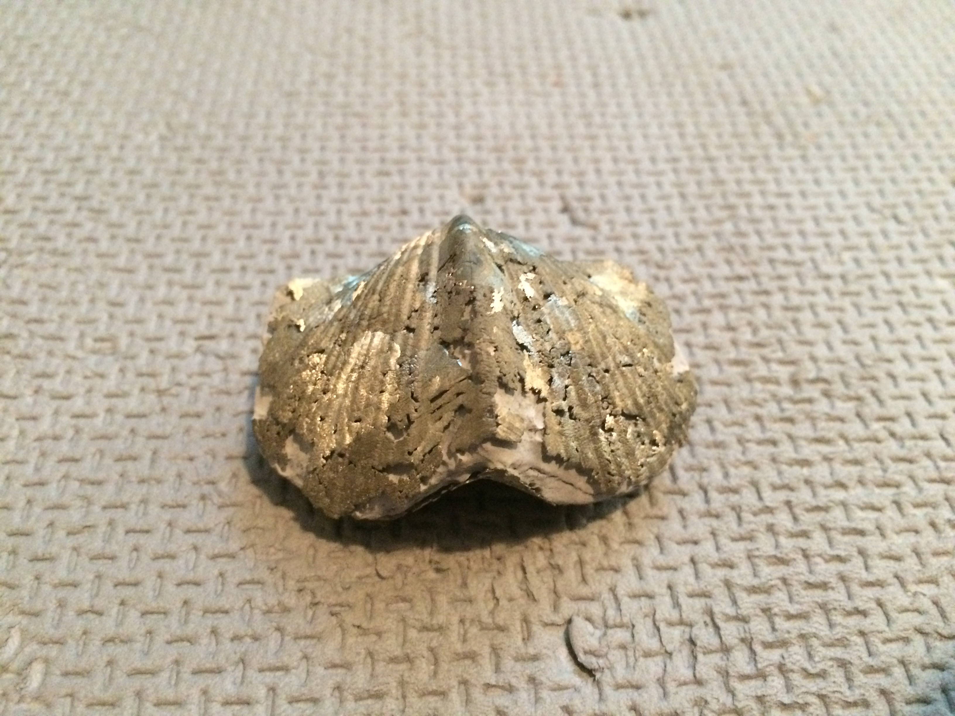 My crystallized fossils - Member Collections - The Fossil Forum