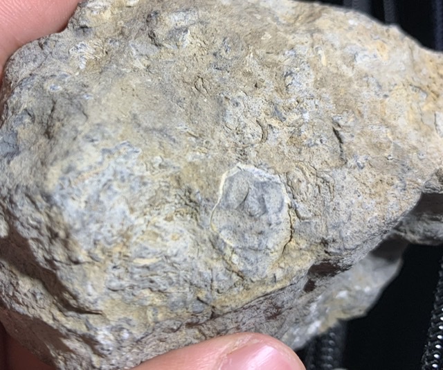 Pearisburg, VA - Appalachian Mtns.5/17/20 - Fossil Hunting Trips - The ...