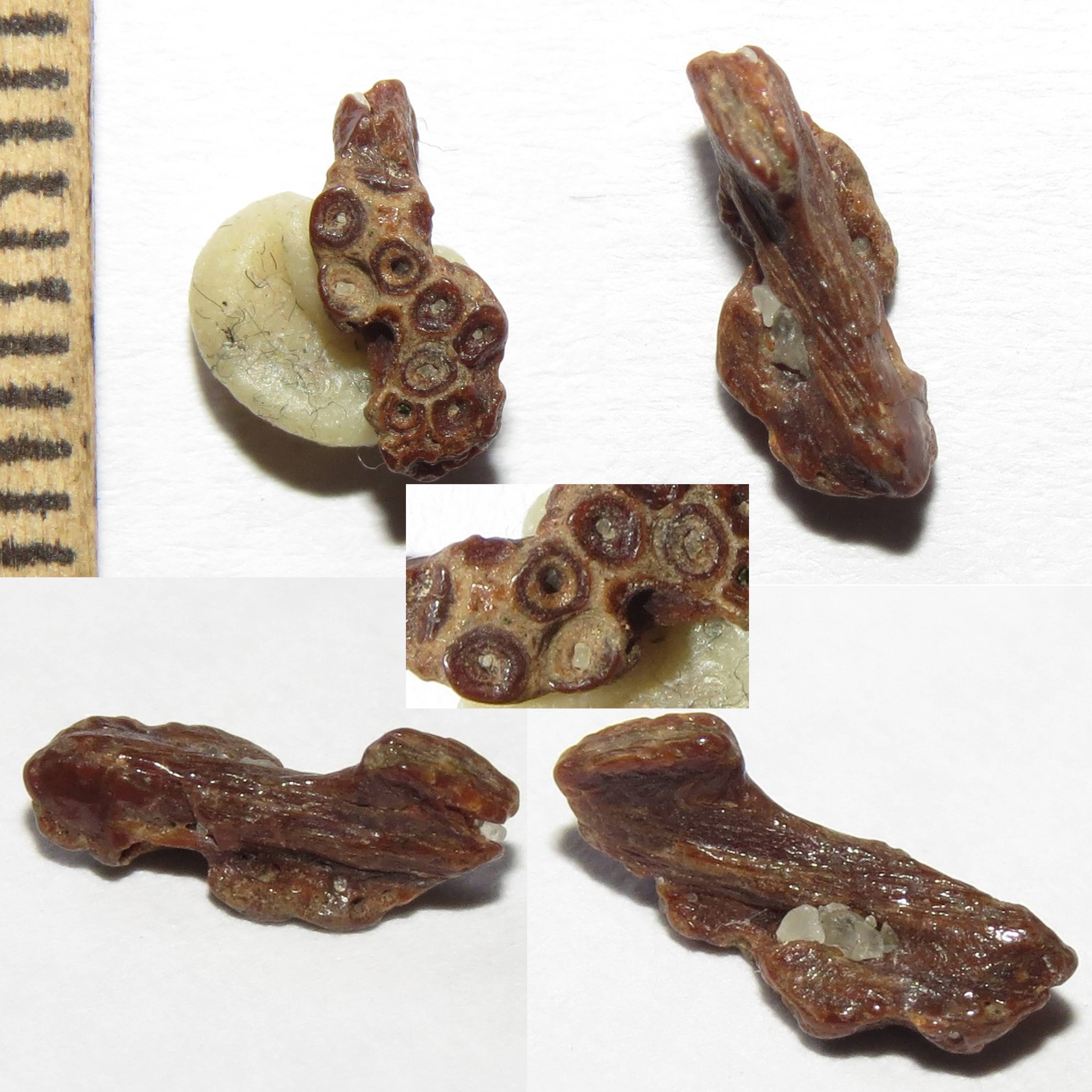 Bones with "patterns"? - Fossil ID - The Fossil Forum