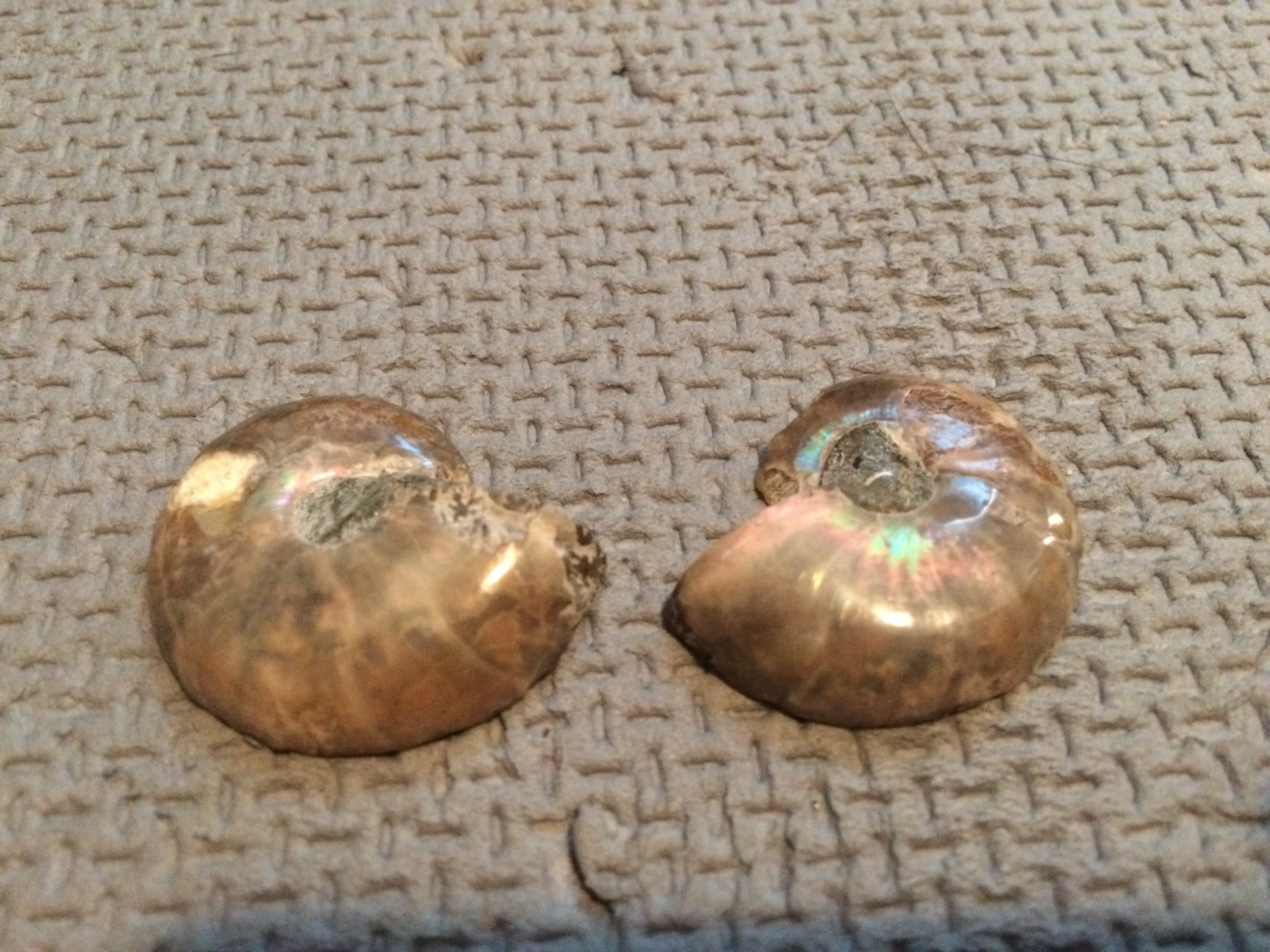 My crystallized fossils - Member Collections - The Fossil Forum