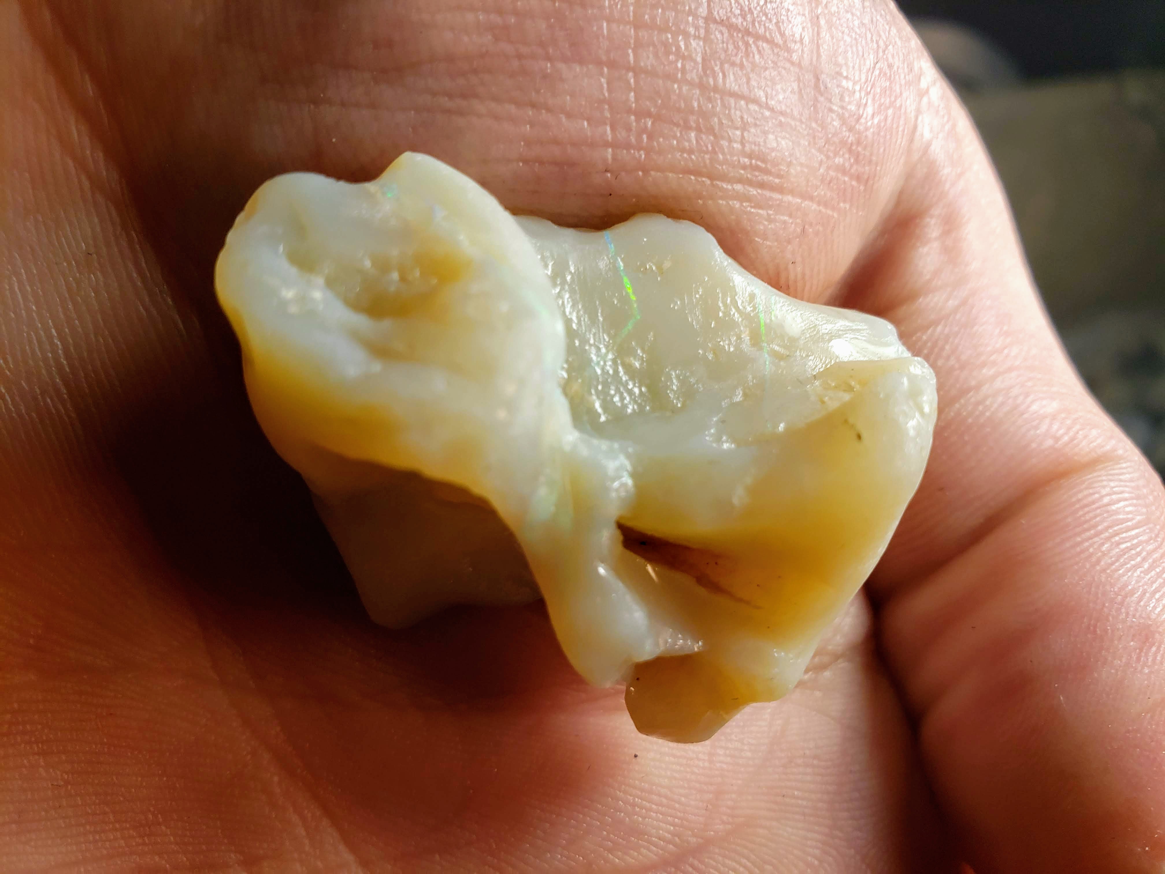 Tooth? - Fossil ID - The Fossil Forum