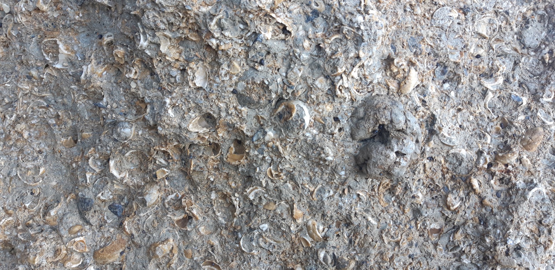 Shell Shoal - Amberley, NZ - Fossil Hunting Trips - The Fossil Forum