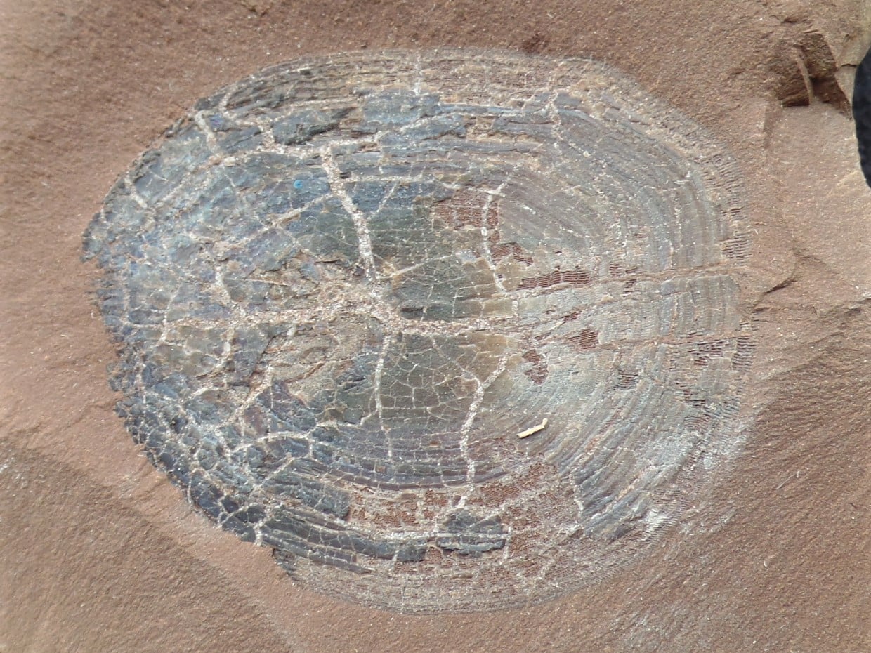 Carboniferous Fauna - Member Collections - The Fossil Forum