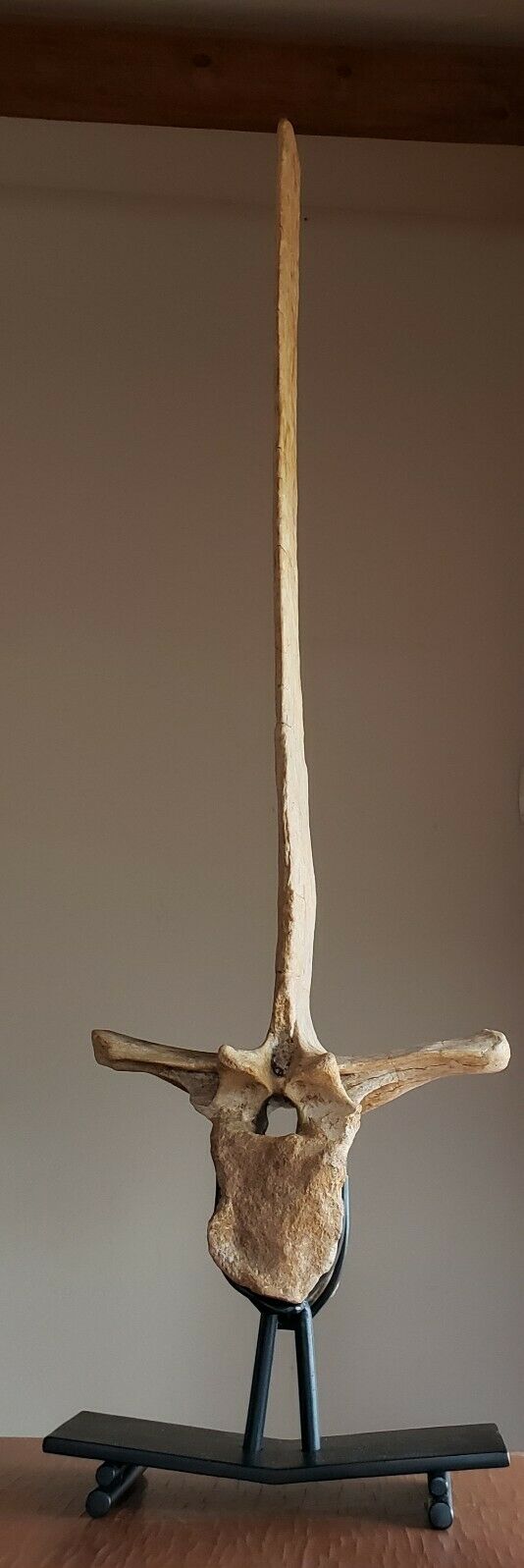 Spinosaur tail vert and sail - General Fossil Discussion - The Fossil Forum