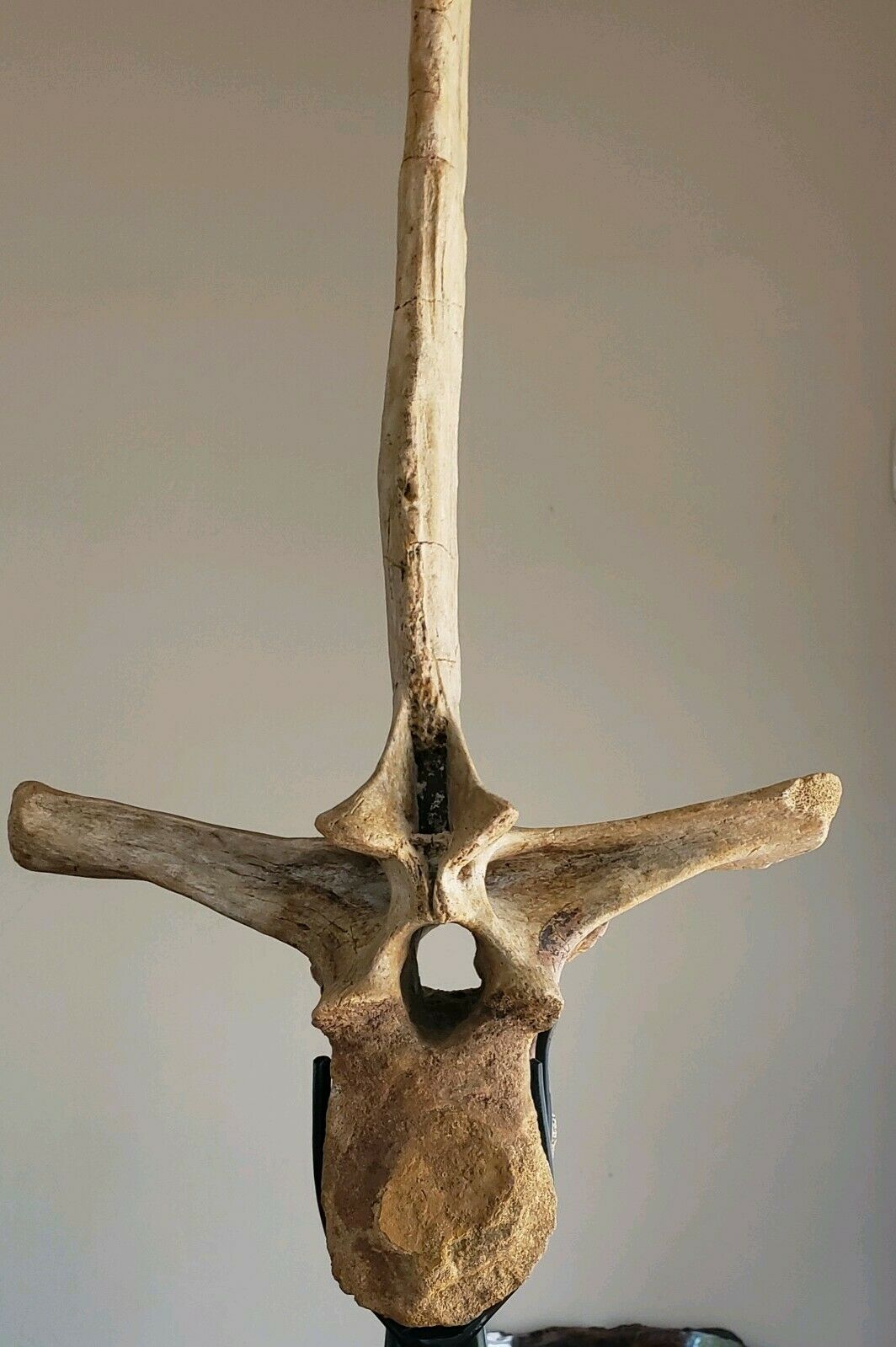 Spinosaur tail vert and sail - General Fossil Discussion - The Fossil Forum
