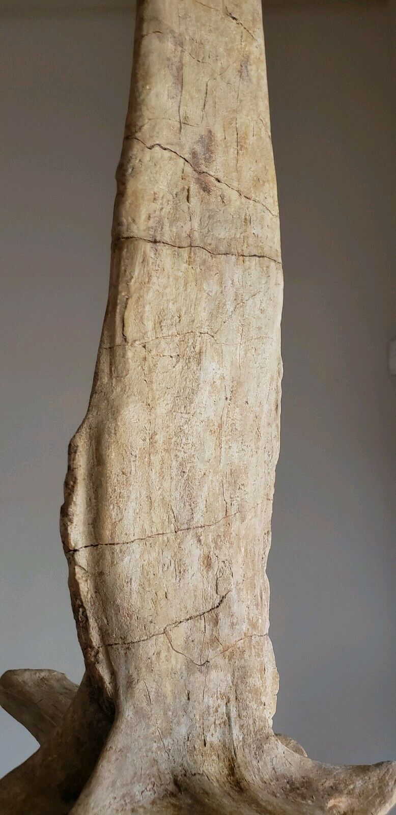 Spinosaur tail vert and sail - General Fossil Discussion - The Fossil Forum