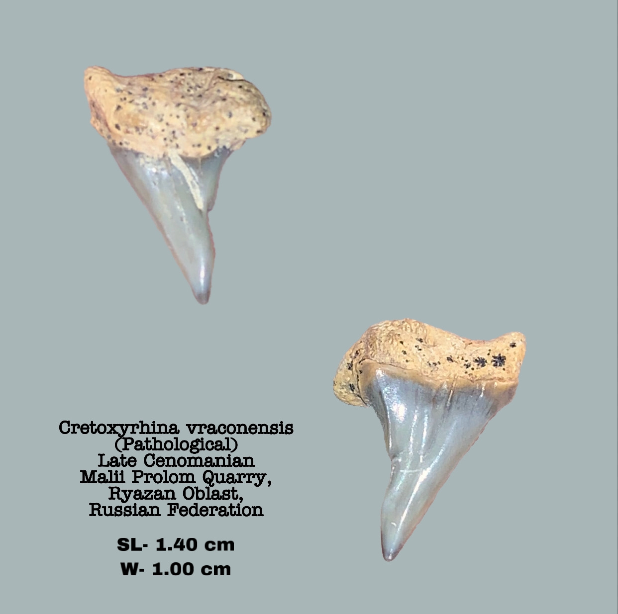 Pathological Cretaceous Teeth from Russia - General Fossil Discussion ...
