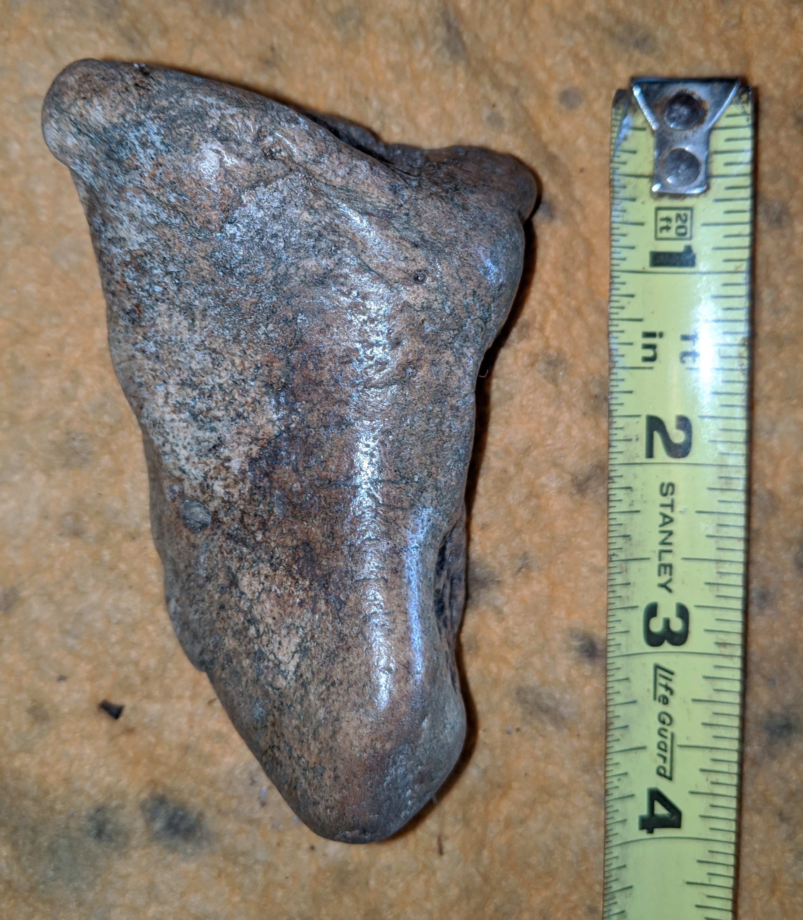 Santa Cruz Mountain Miocene Era Fossil #1 - Fossil ID - The Fossil Forum