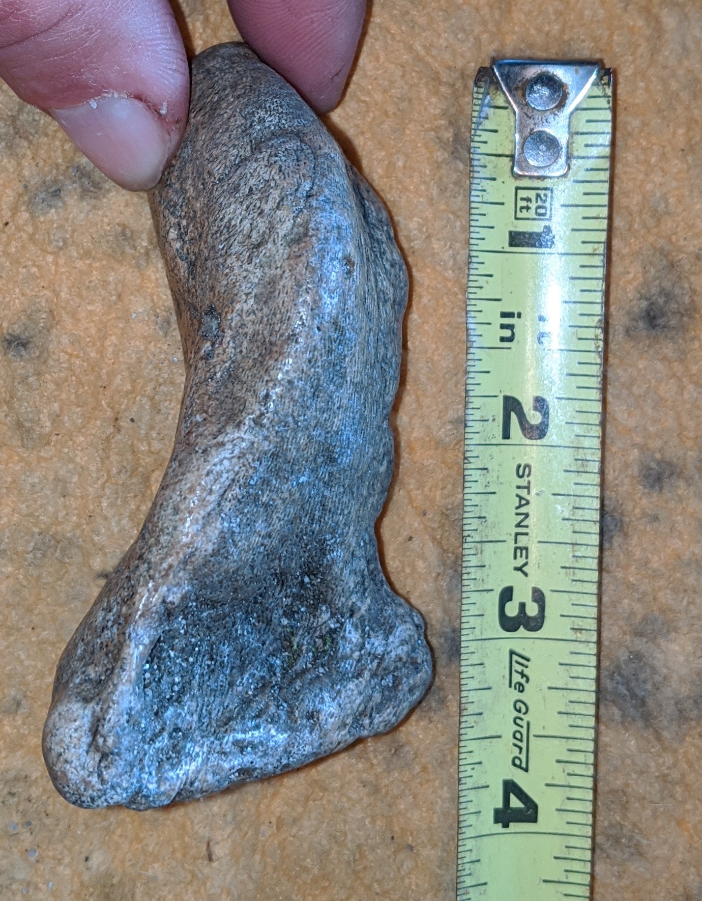 Santa Cruz Mountain Miocene Era Fossil #1 - Fossil ID - The Fossil Forum