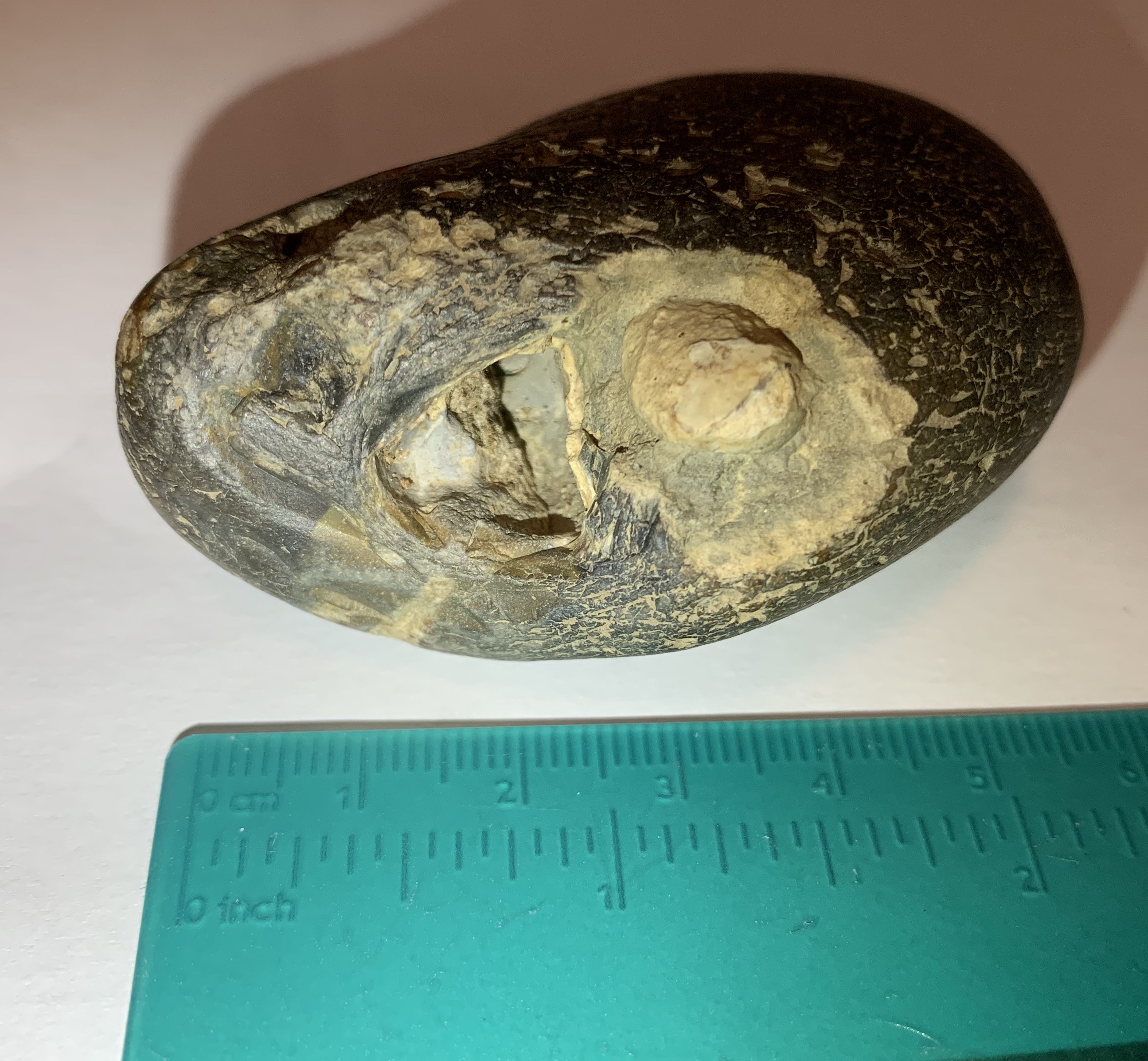 Flint nodule - Fossil ID - The Fossil Forum