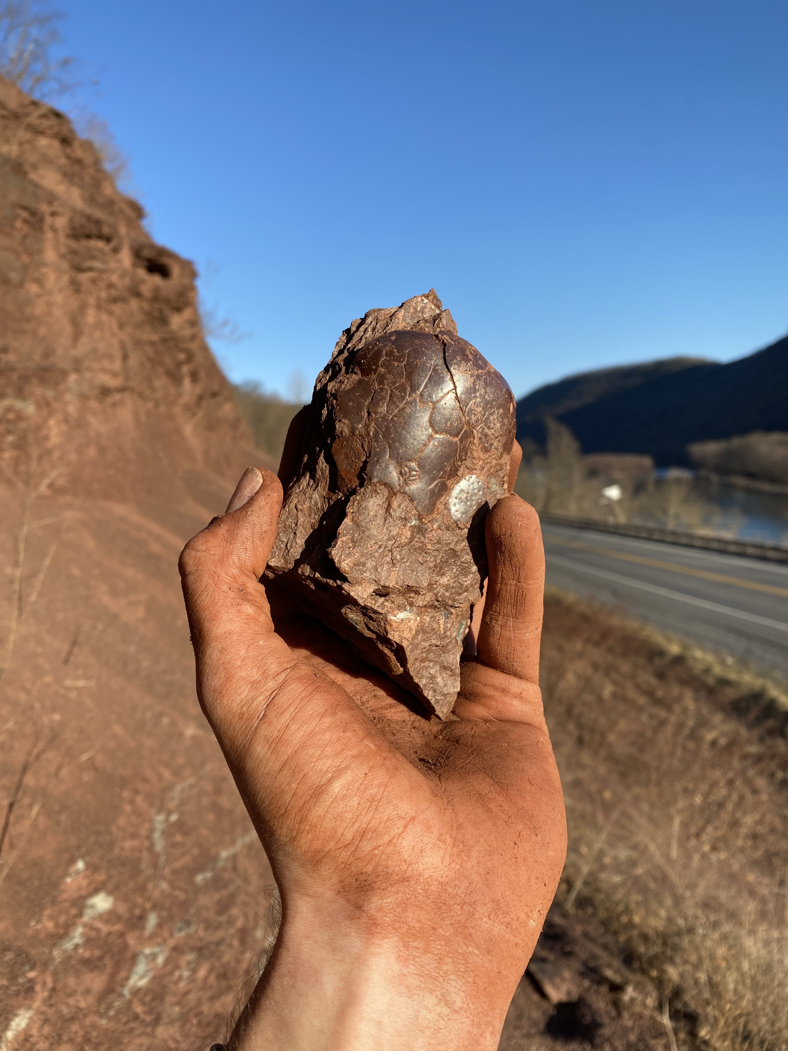 Devonian placoderm? - Fossil ID - The Fossil Forum