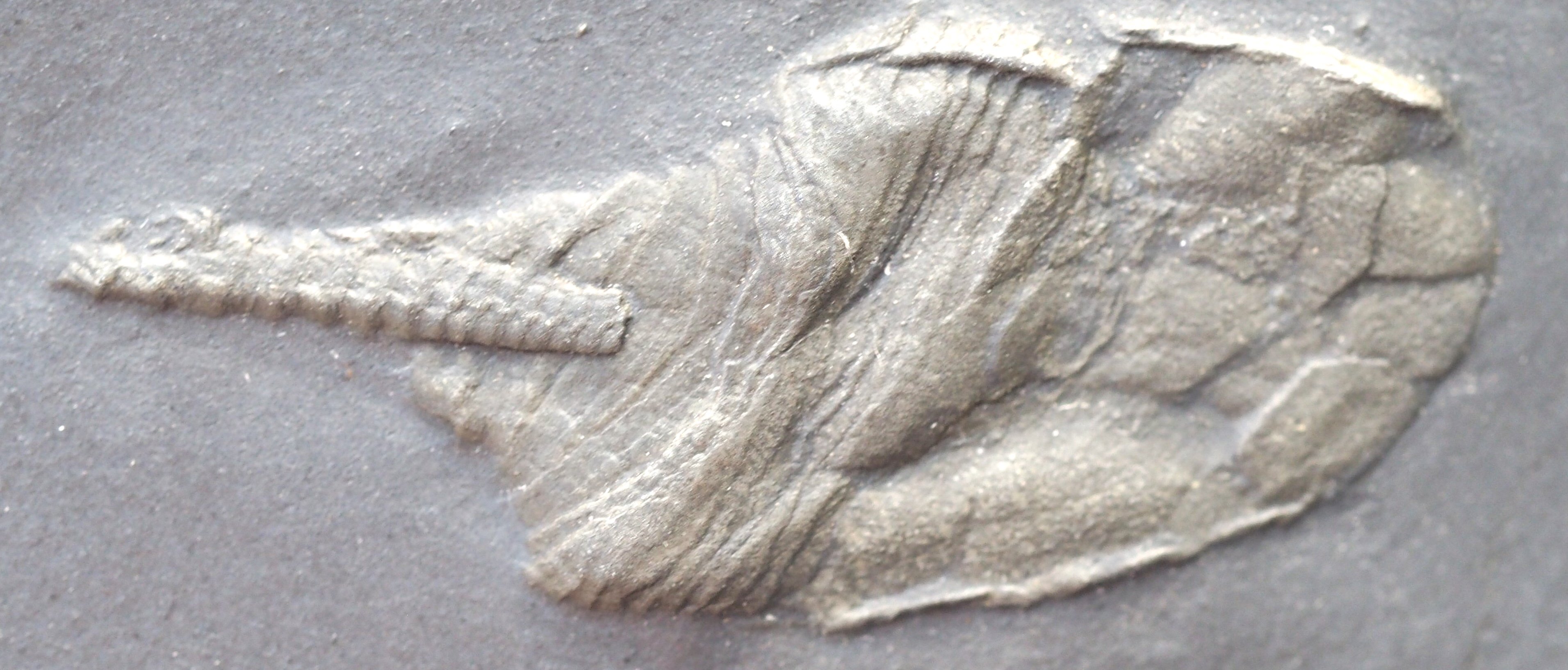 Anatifopsis styloidea DEHM, 1934 - Other Echinoderms - The Fossil Forum