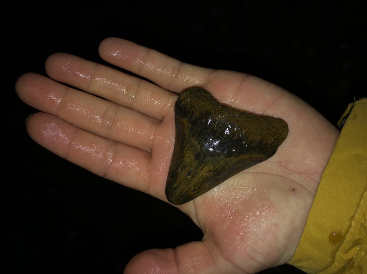 English Cliff Meg - Fossil Hunting Trips - The Fossil Forum
