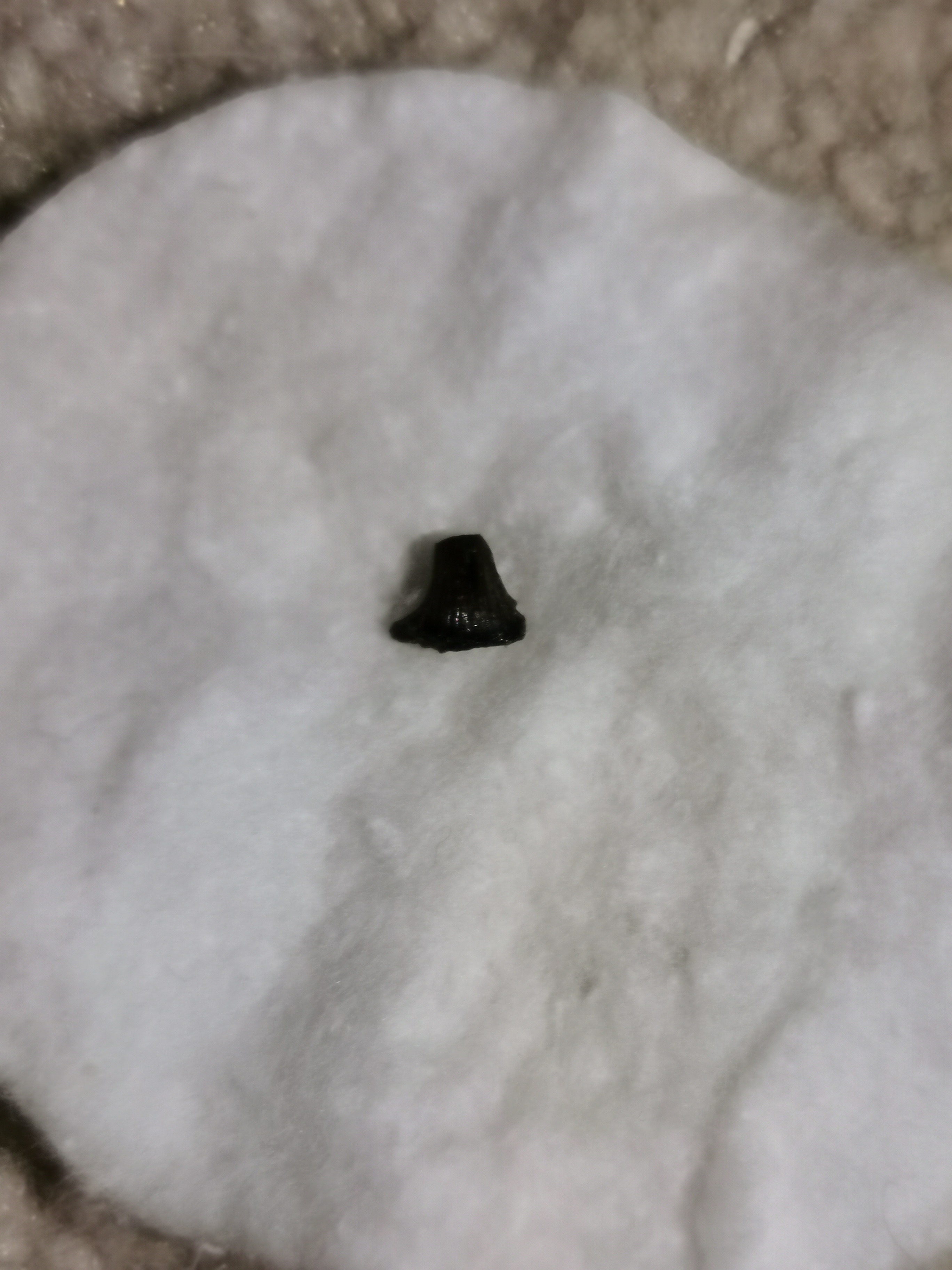 Hybodontid shark teeth - Fossil ID - The Fossil Forum