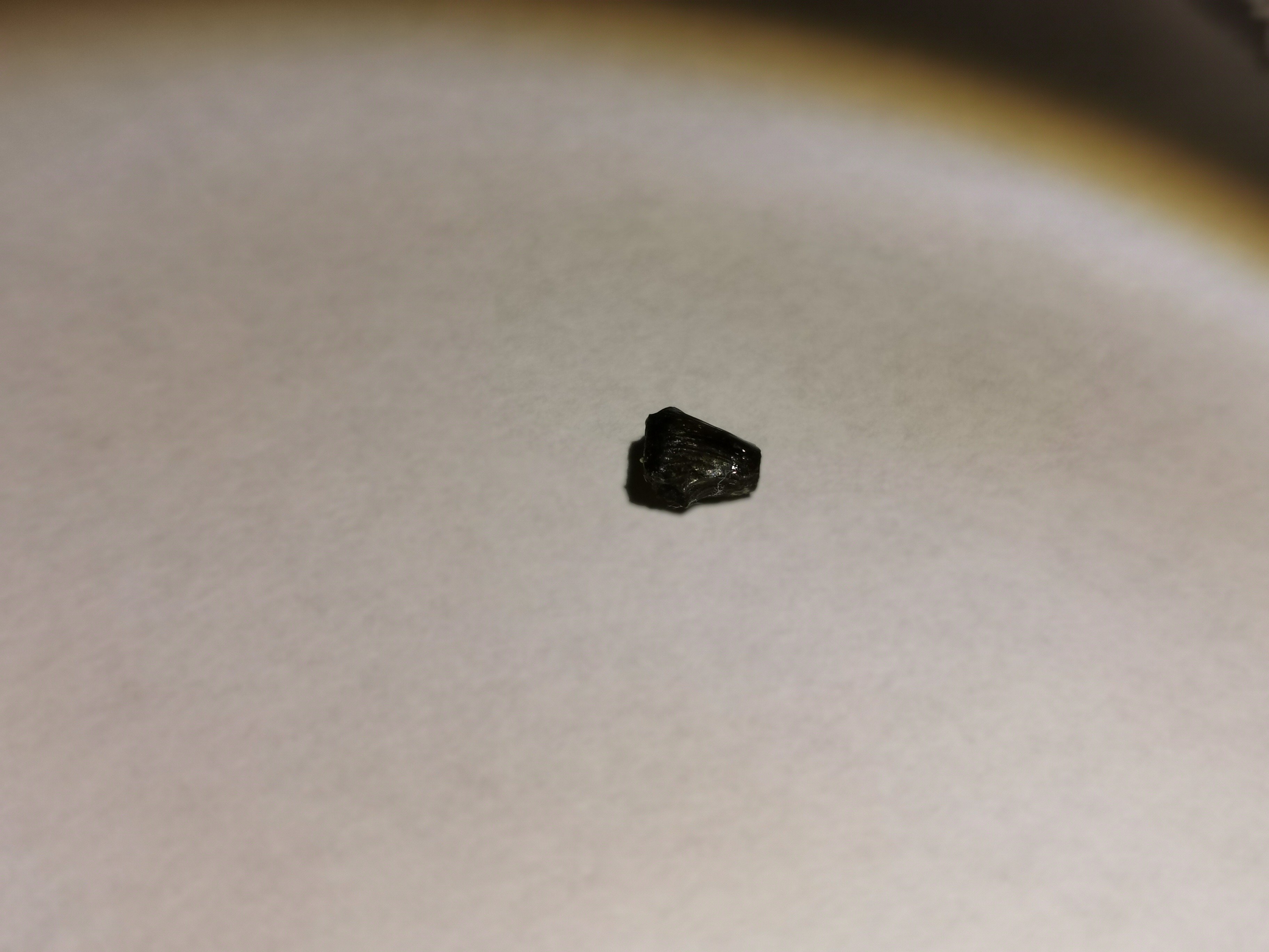 Hybodontid shark teeth - Fossil ID - The Fossil Forum